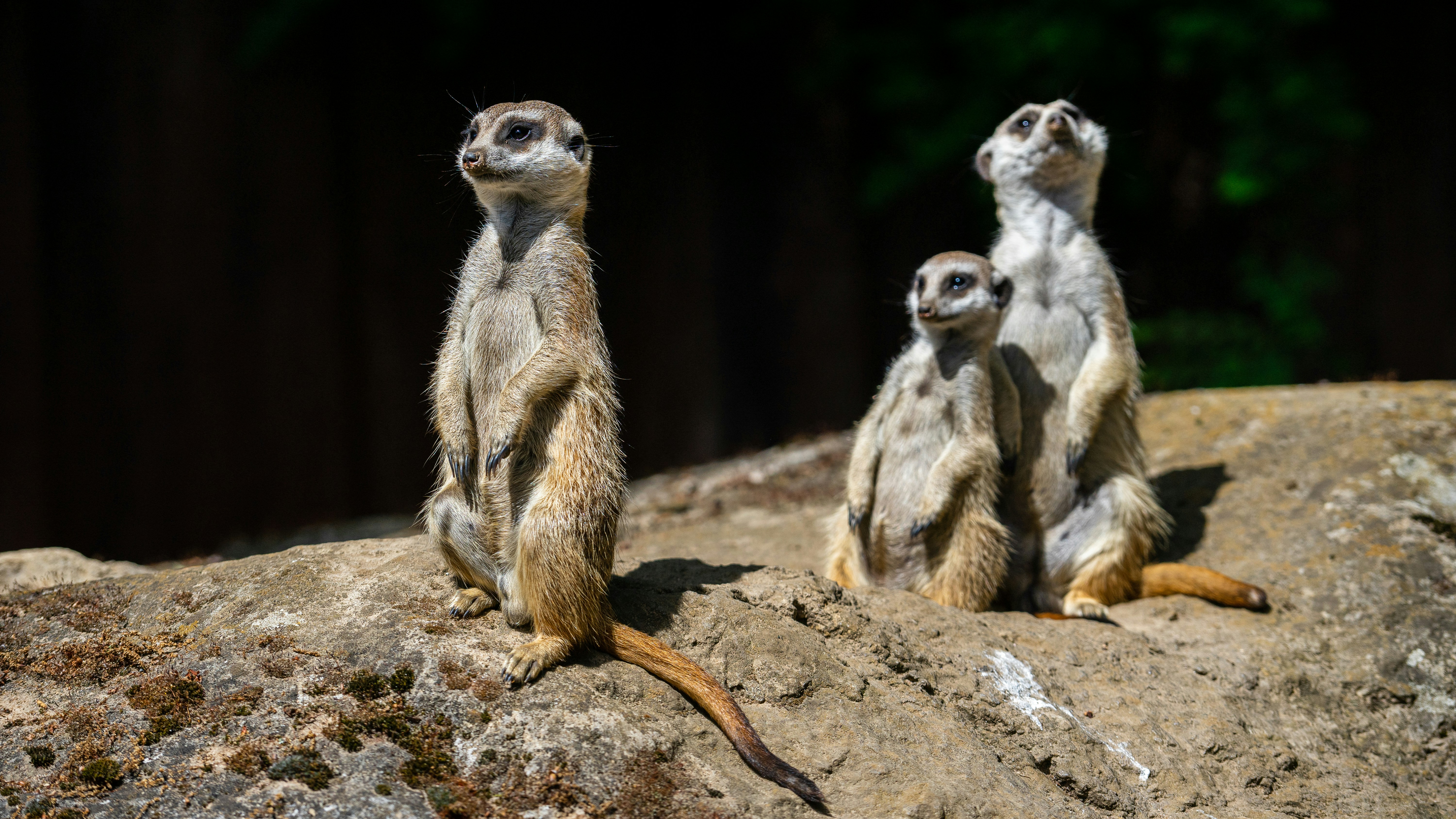 Three Curiously Alert Meerkats Perched on a Sunlit Rock