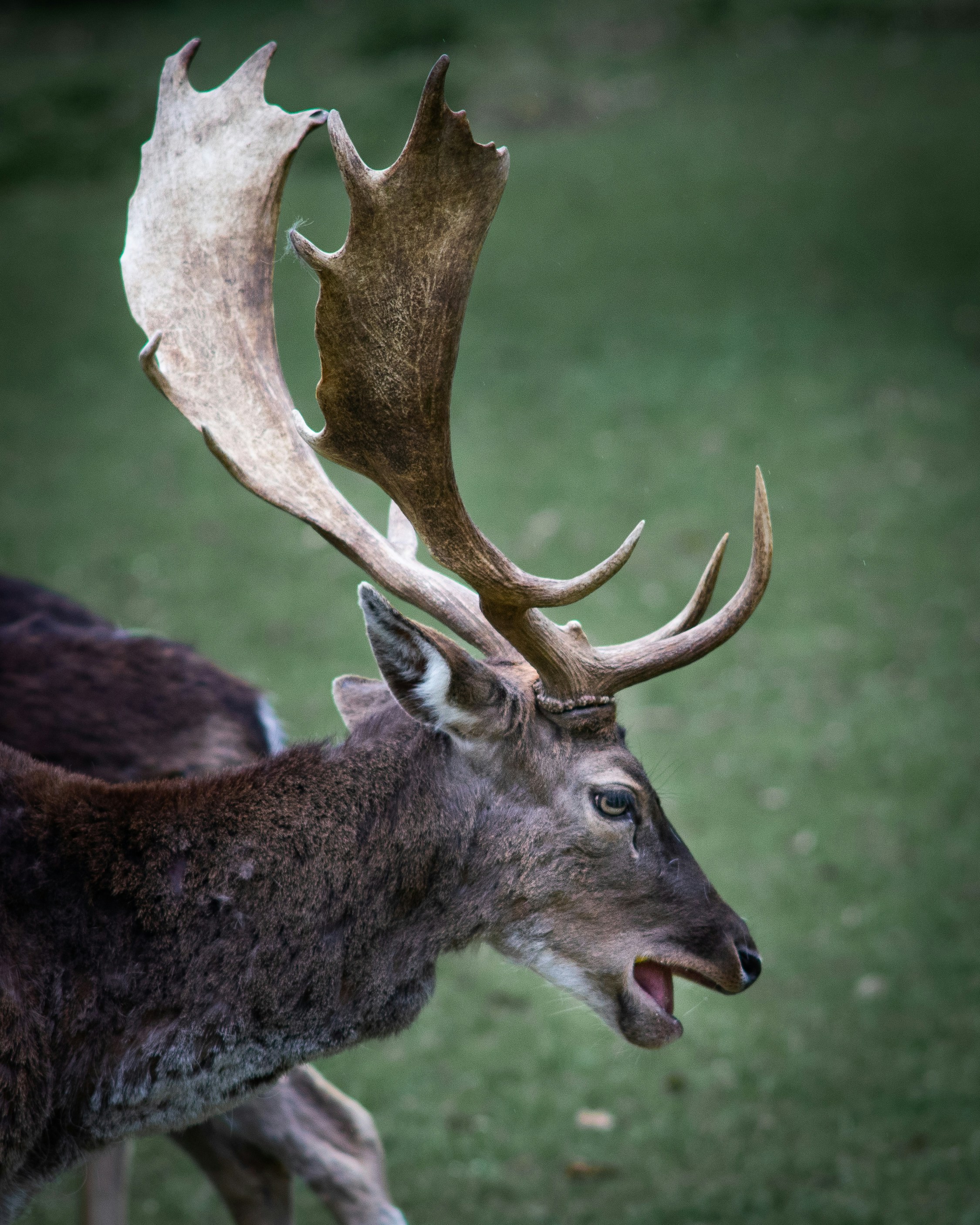 Antler Arc over the Meadow: A stag in profile