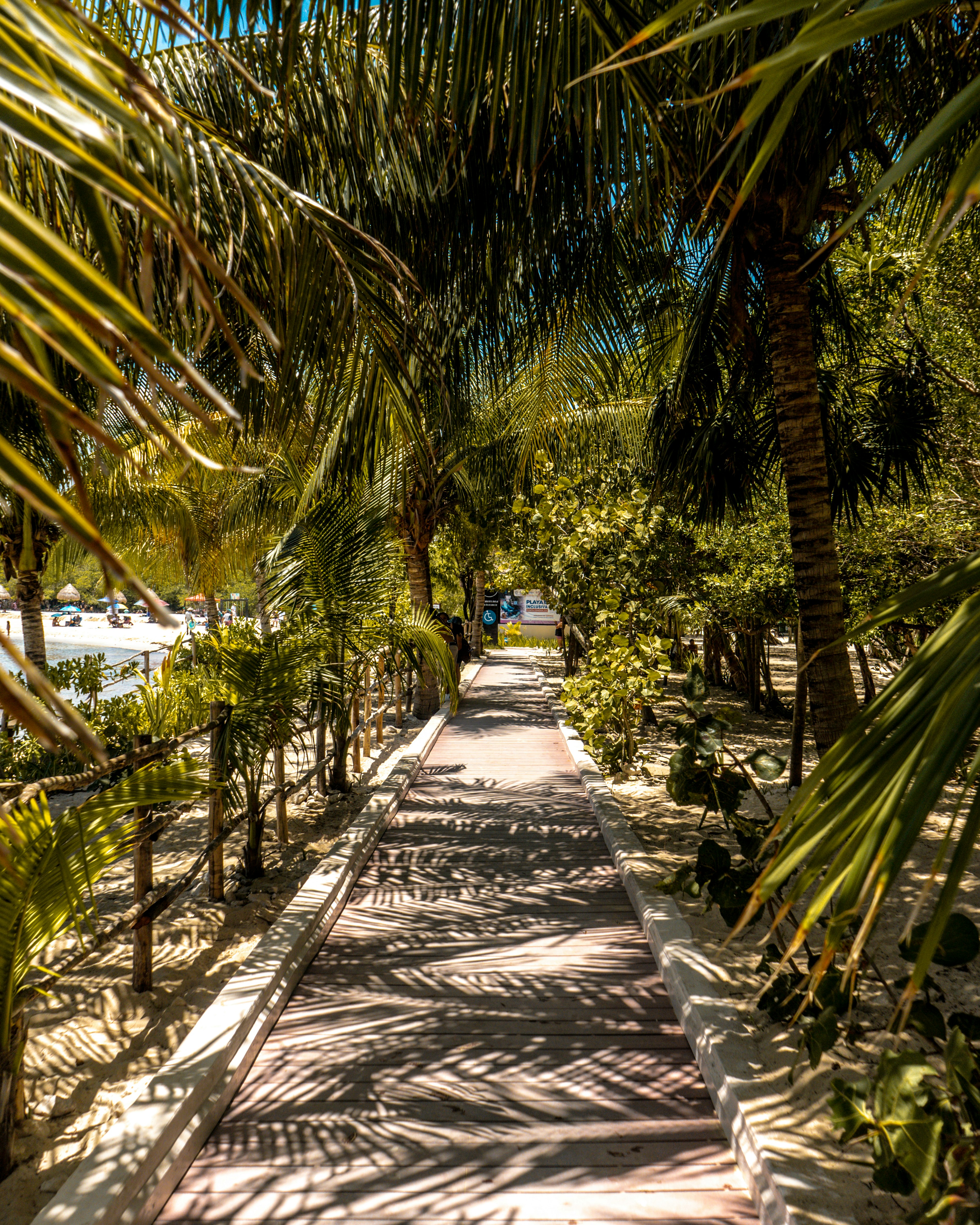 A path lined with palm trees on a beach photo – Free Playa del carmen ...