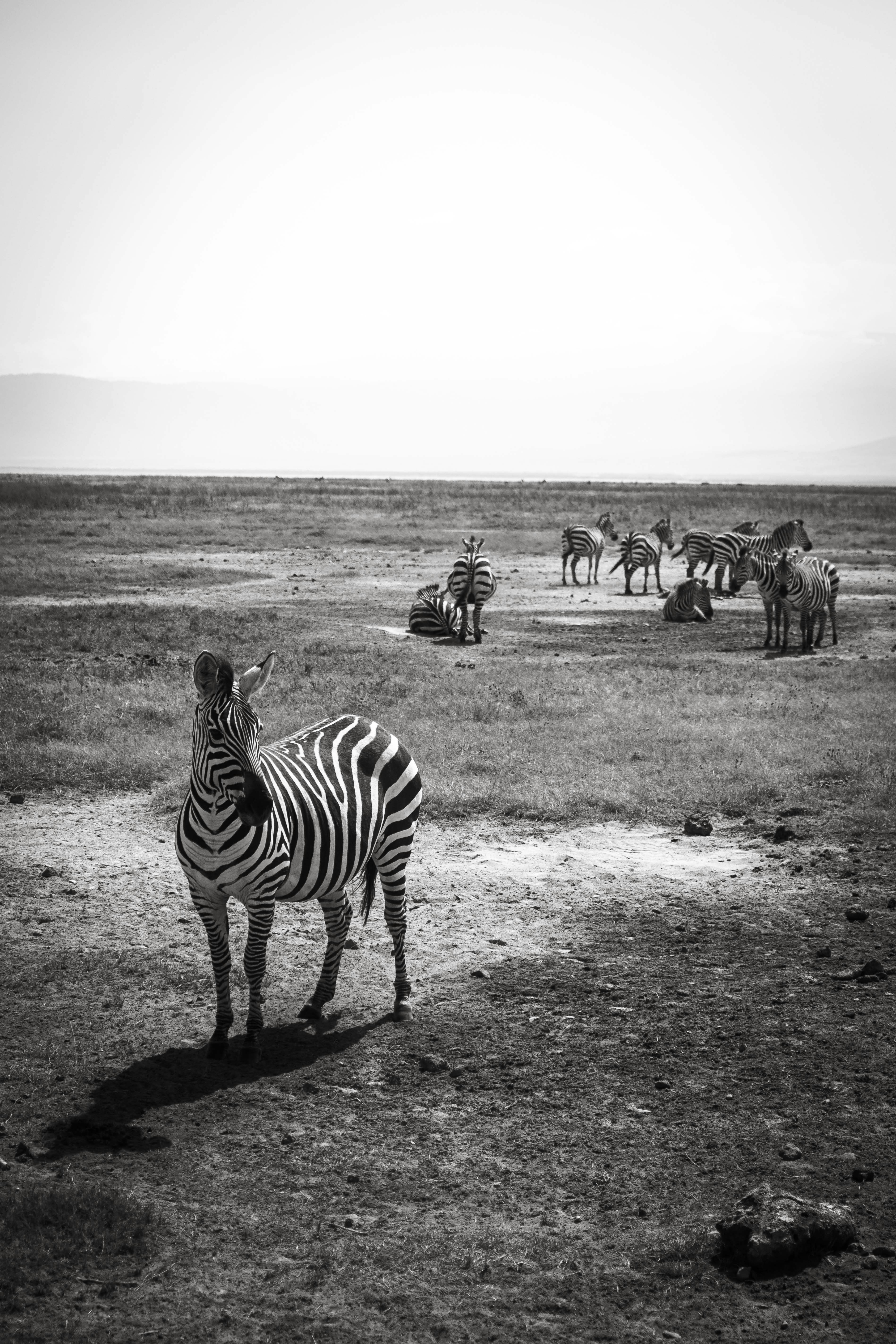Zebras at Distant Horizon