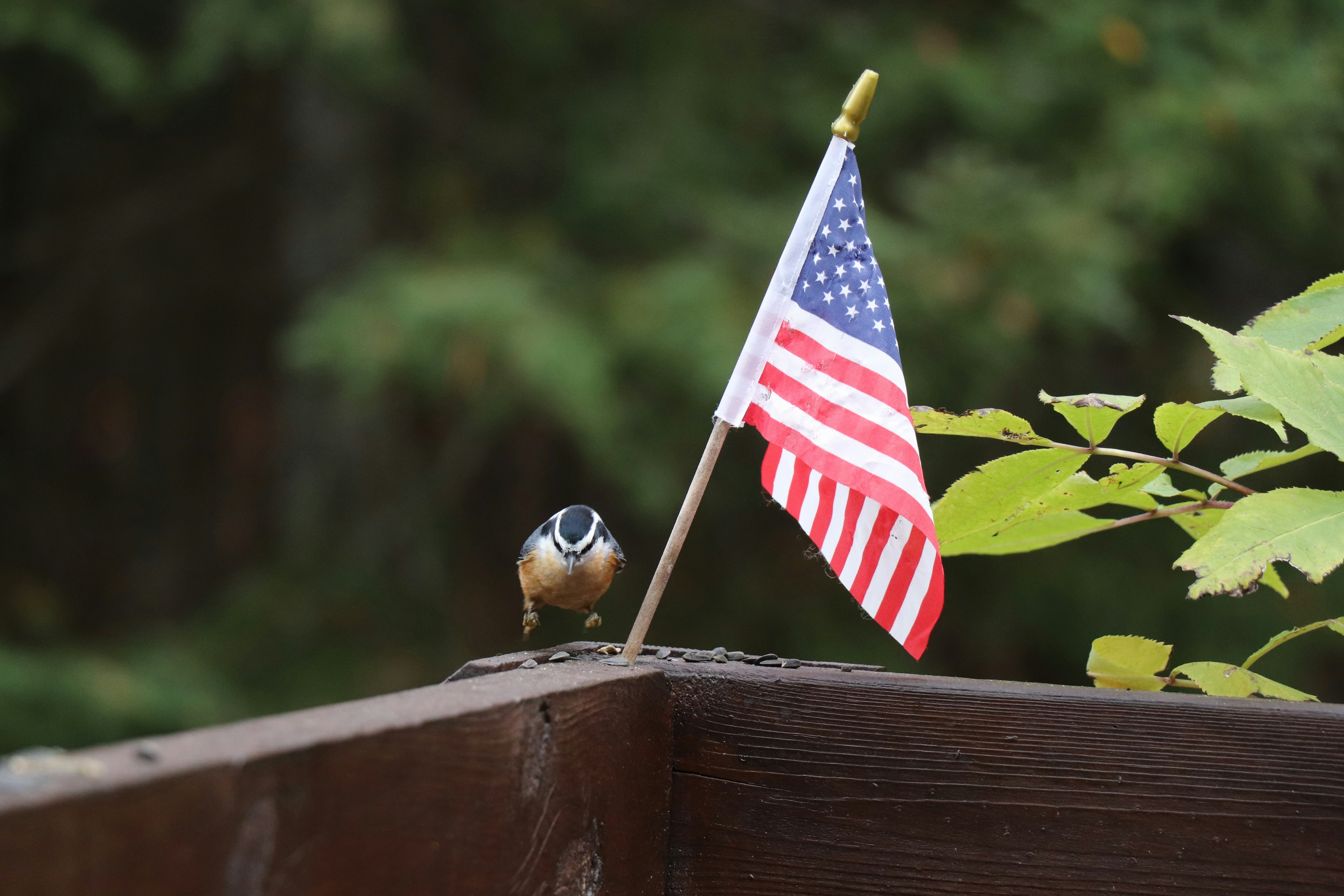 Patriotic Perch: Tiny Songbird beside the Flag on Weathered Rails