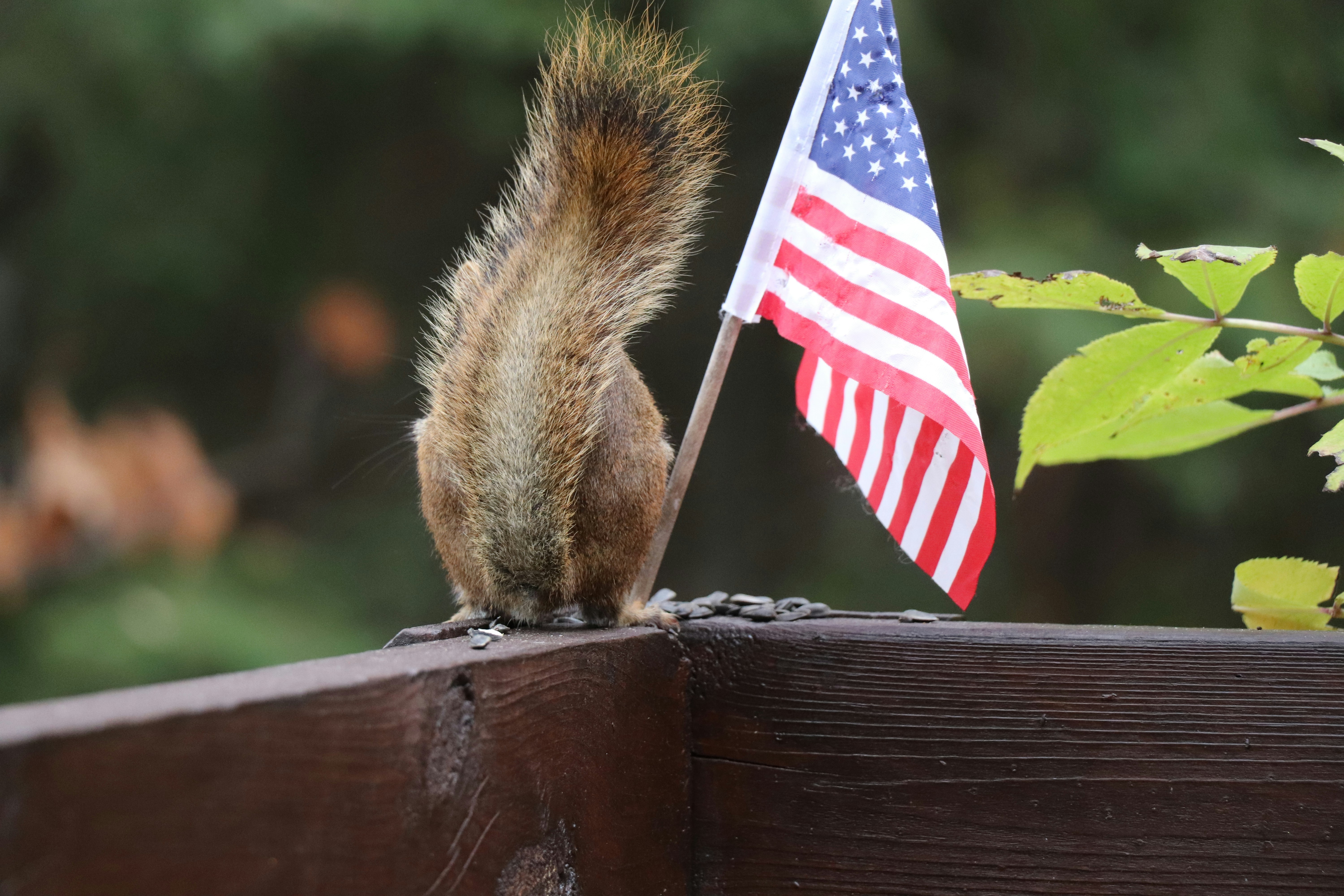 Squirrel Tail at Attention by a Flag on Weathered Wood