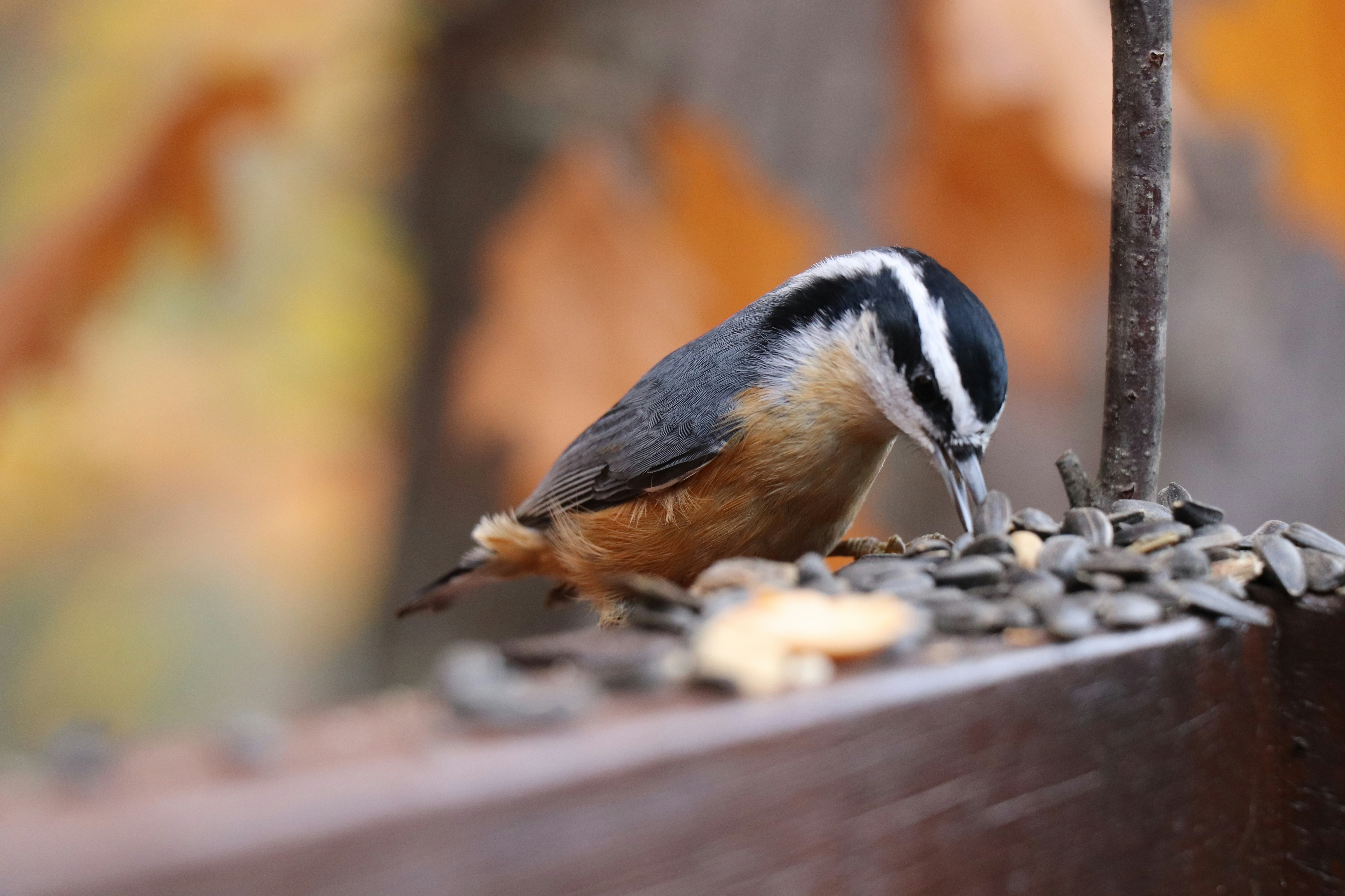 A small bird eating seeds from a bird feeder photo – Free Bird Image on ...