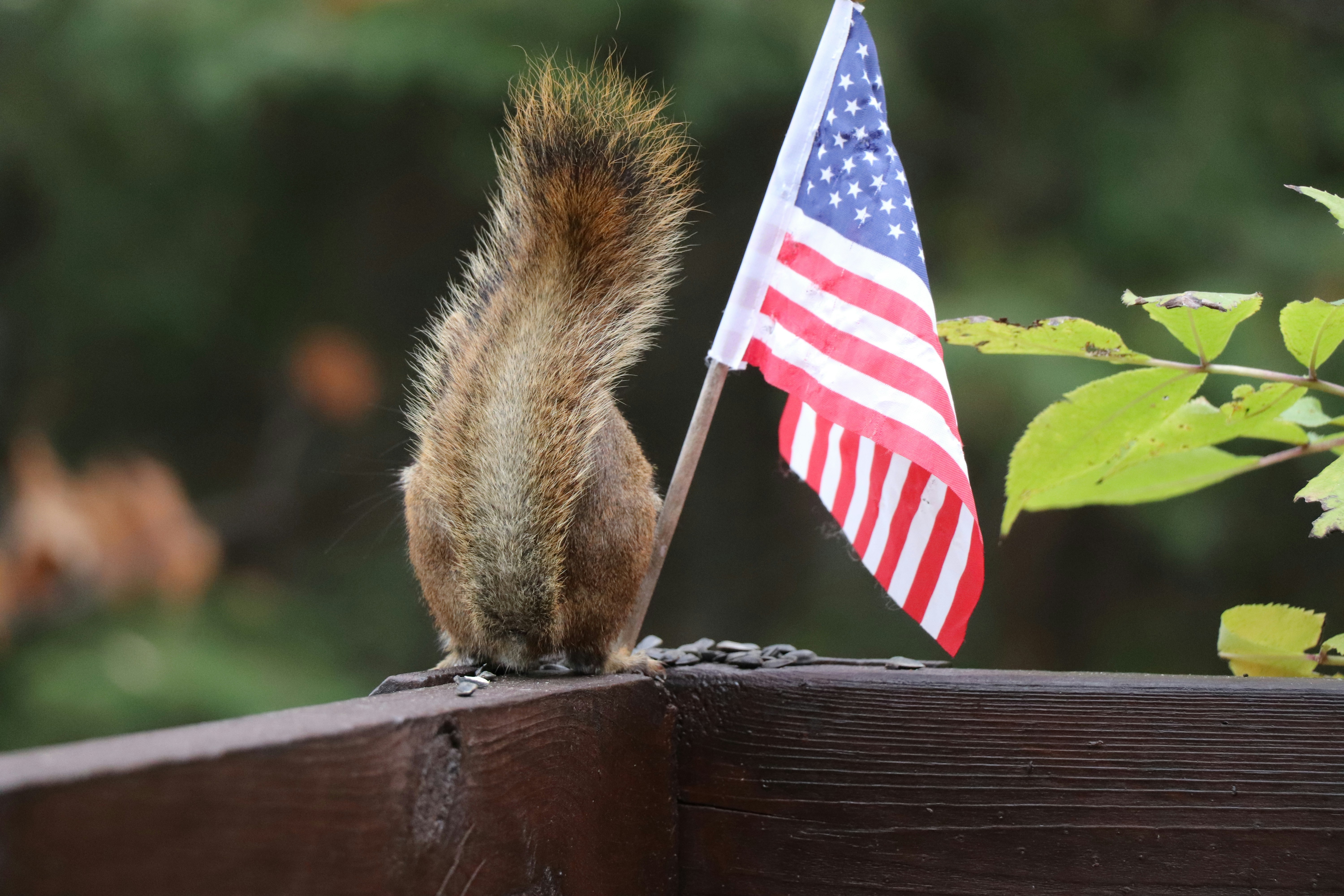 A squirrel sitting on top of a wooden fence next to an american flag ...
