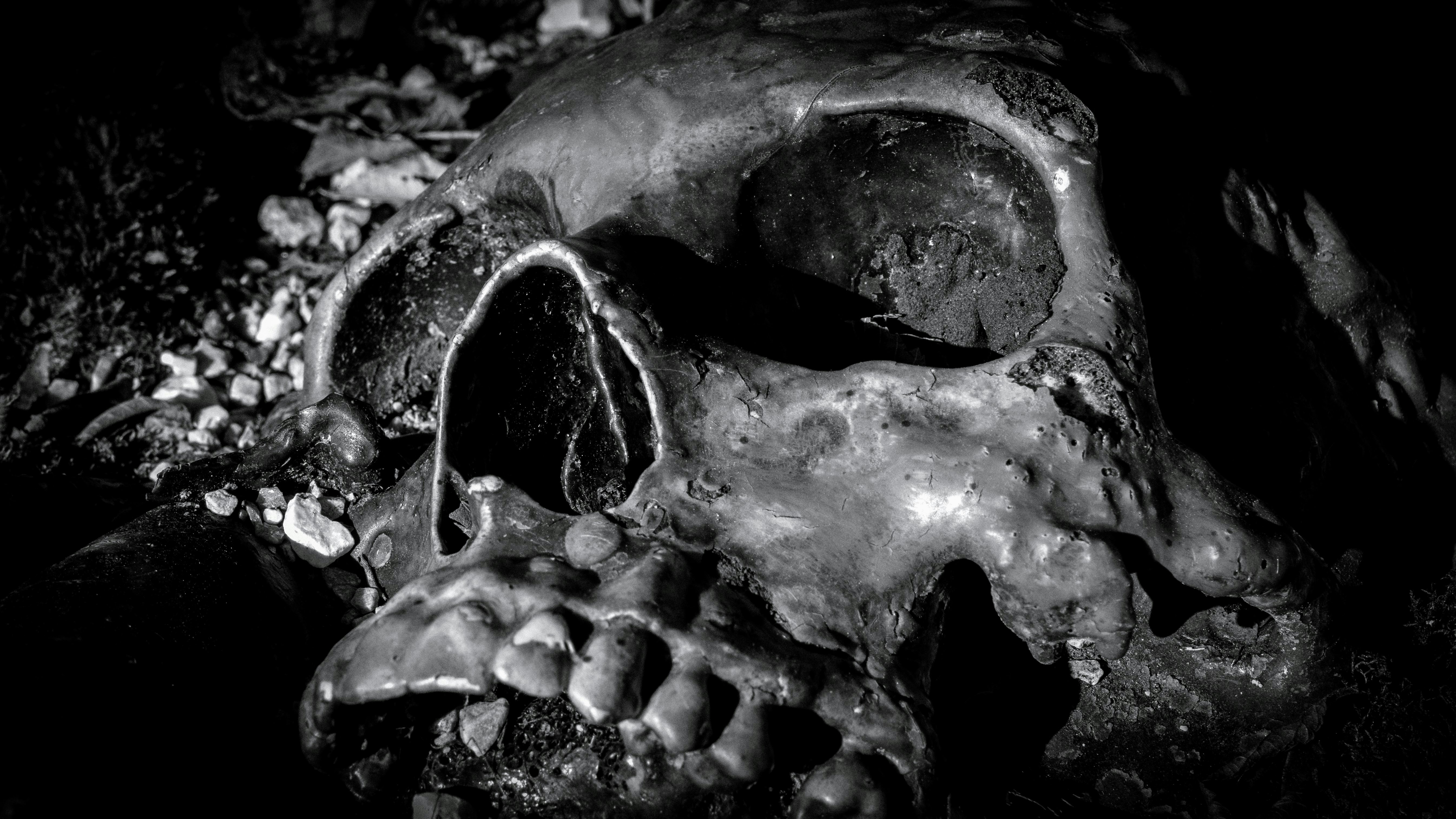 A black and white photo of a human skull photo – Free Animal Image on ...