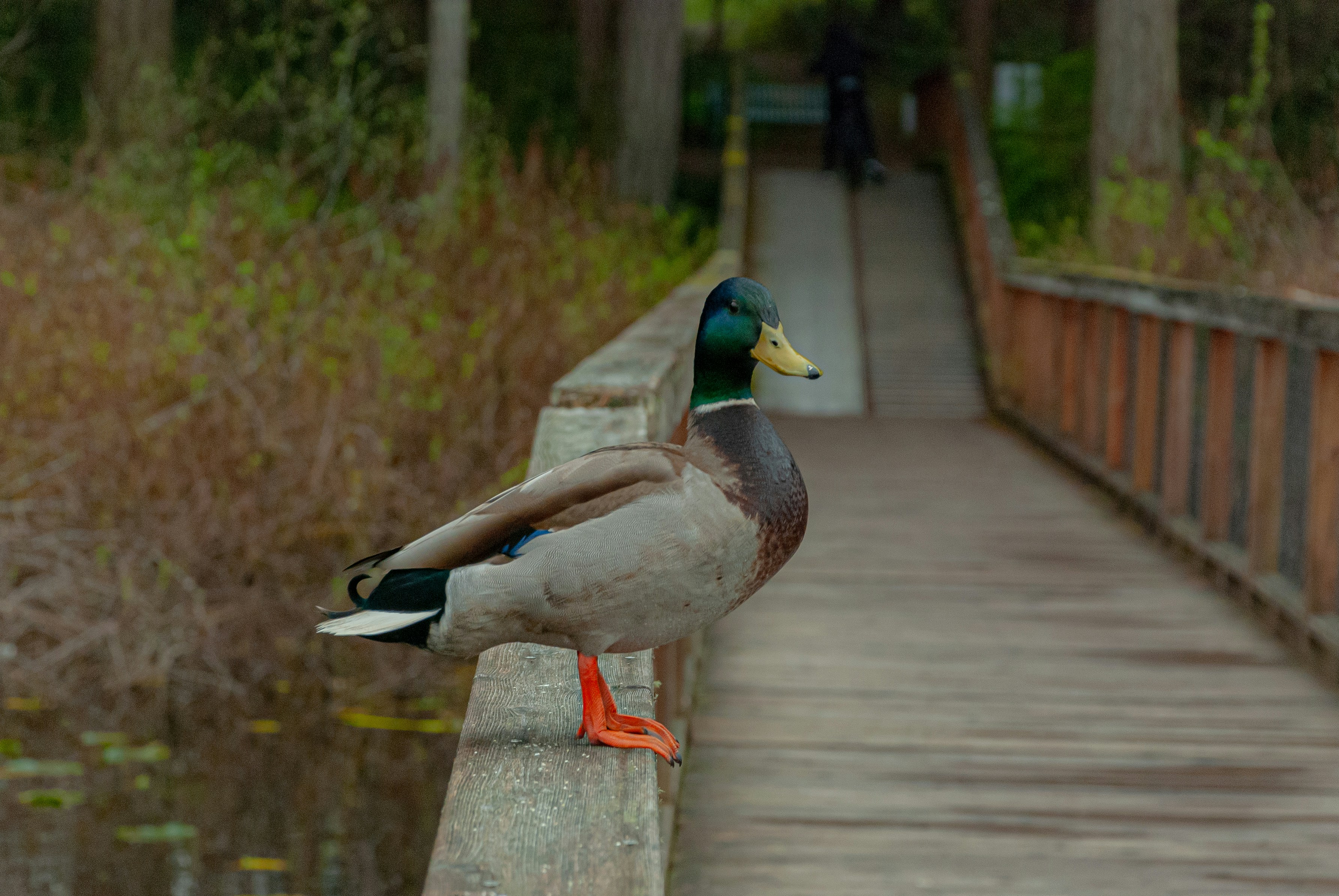 Mallard on a Weathered Boardwalk: A Quiet Moment by the Water