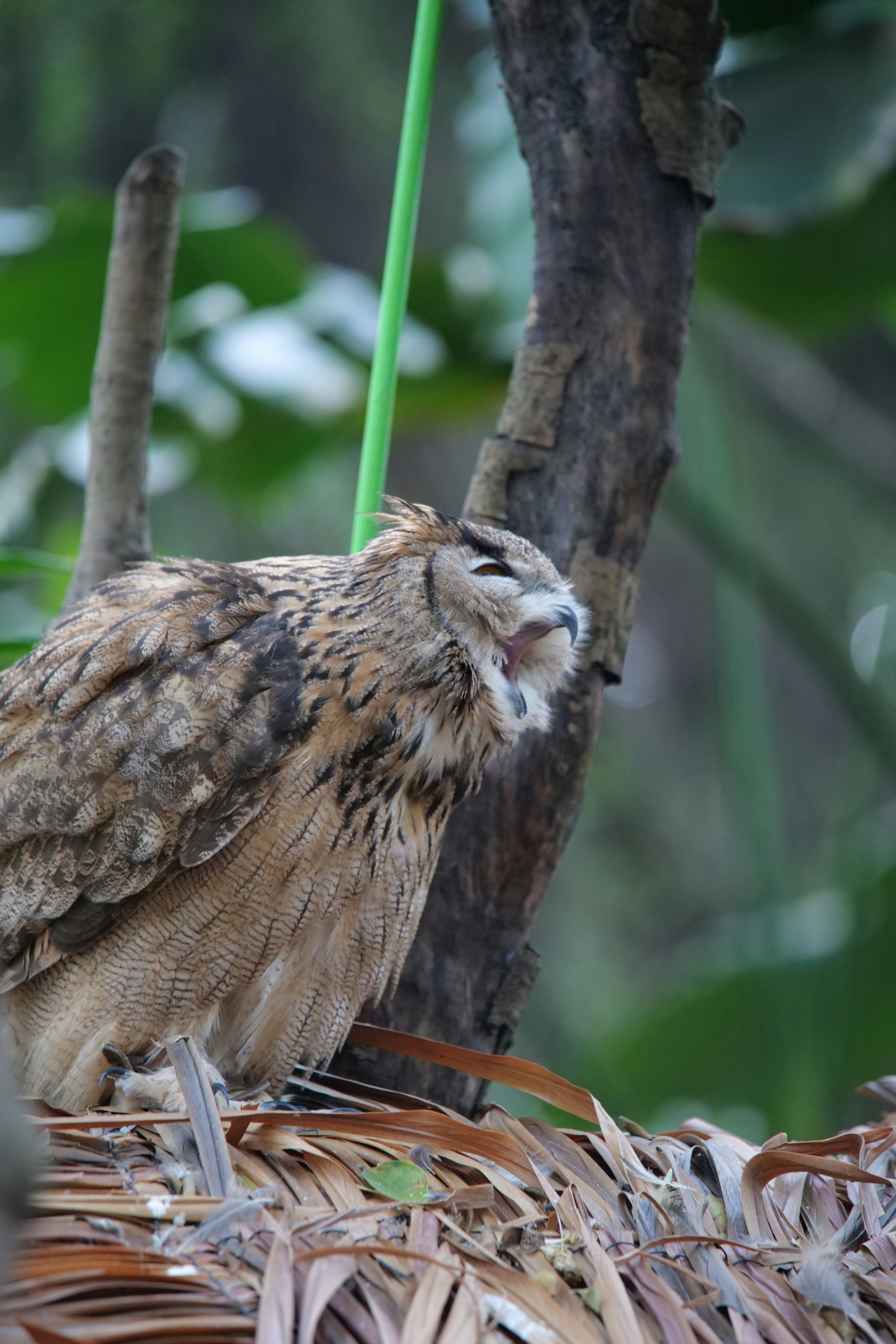 An owl sitting on top of a tree branch photo – Free Da bian cun Image ...