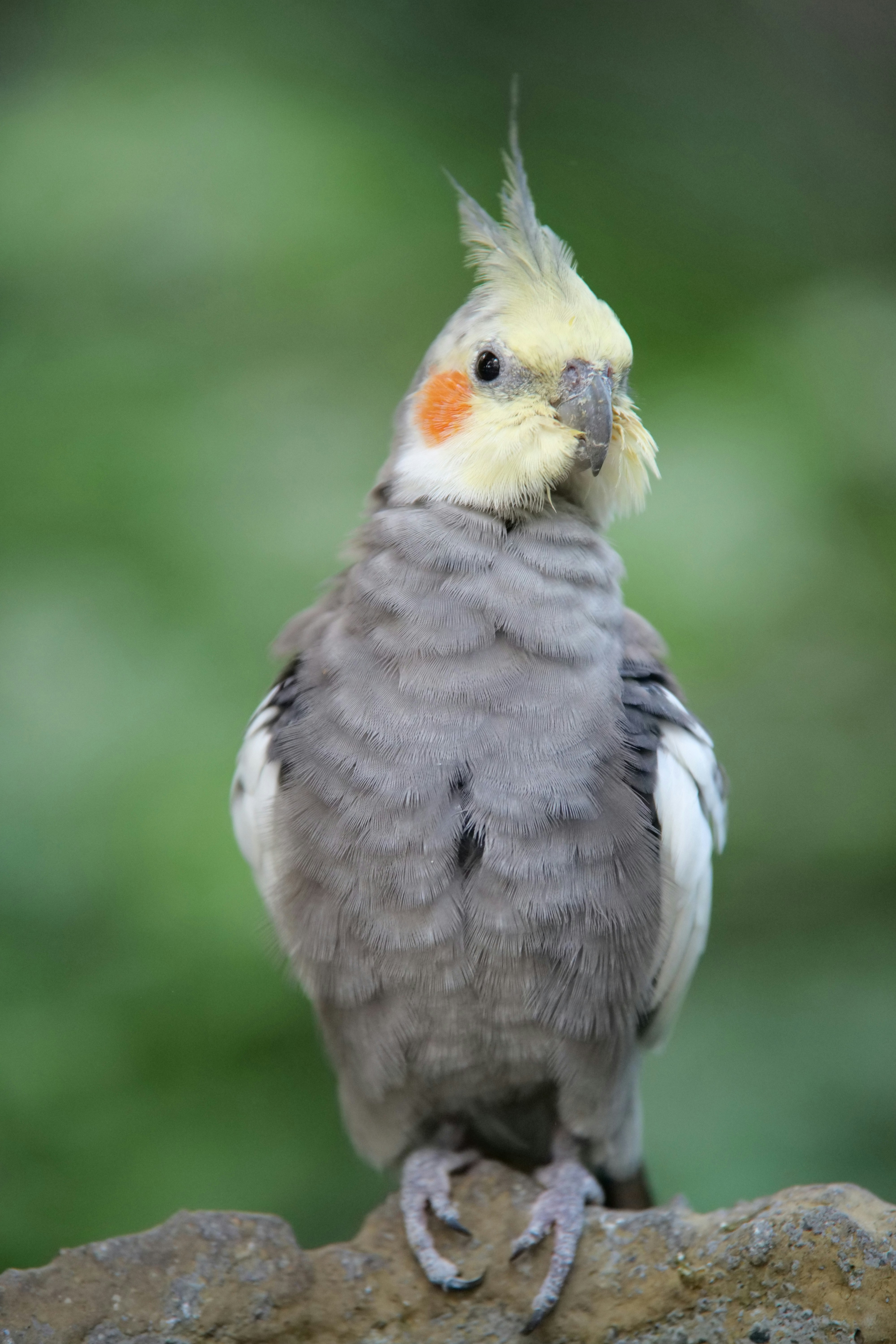 Emerald Backdrop Portrait: A Crested Cockatiel's Quiet Gaze