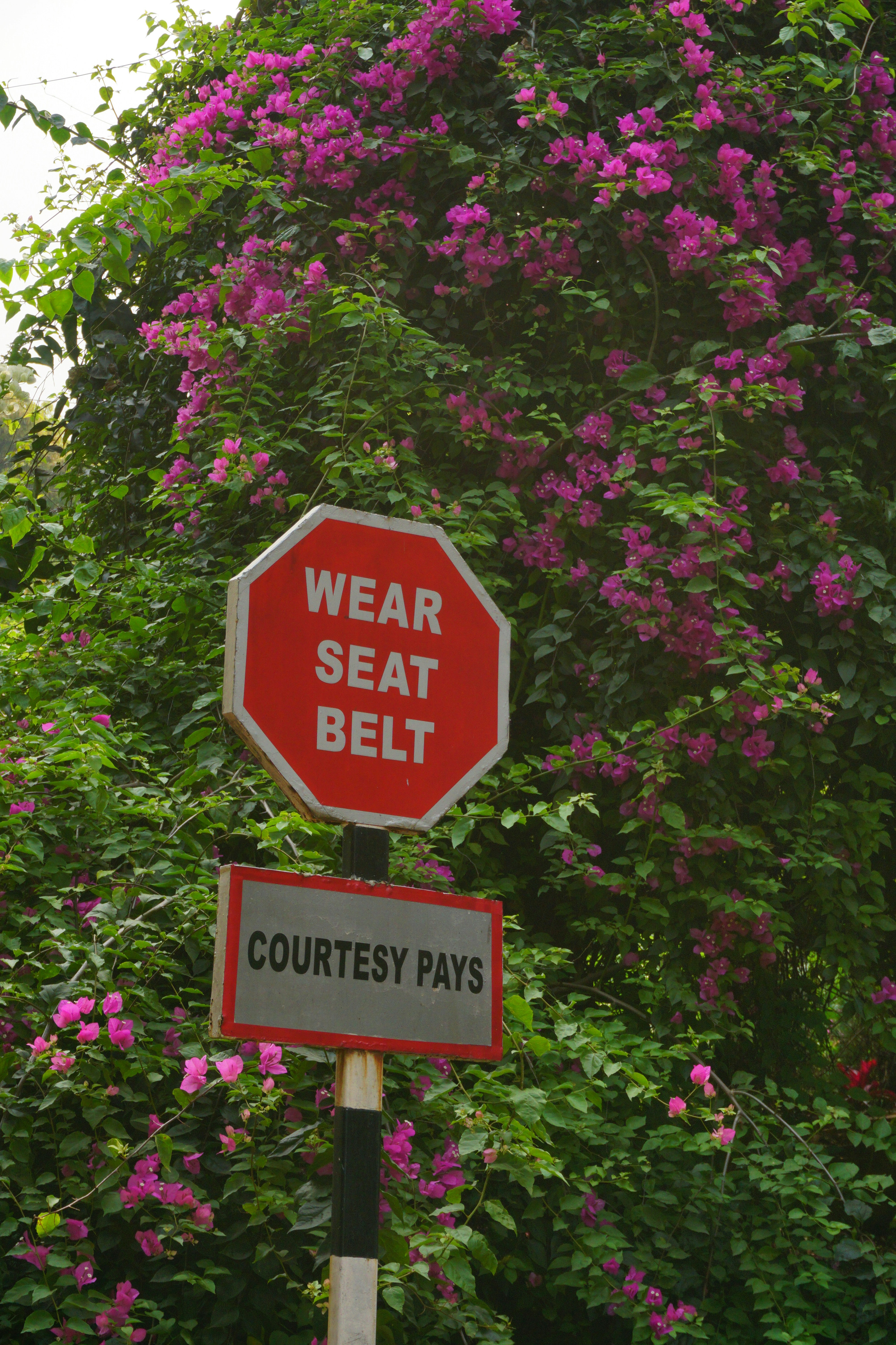 Bougainvillea and the Seat-Belt Sign: A Quiet Street Moment