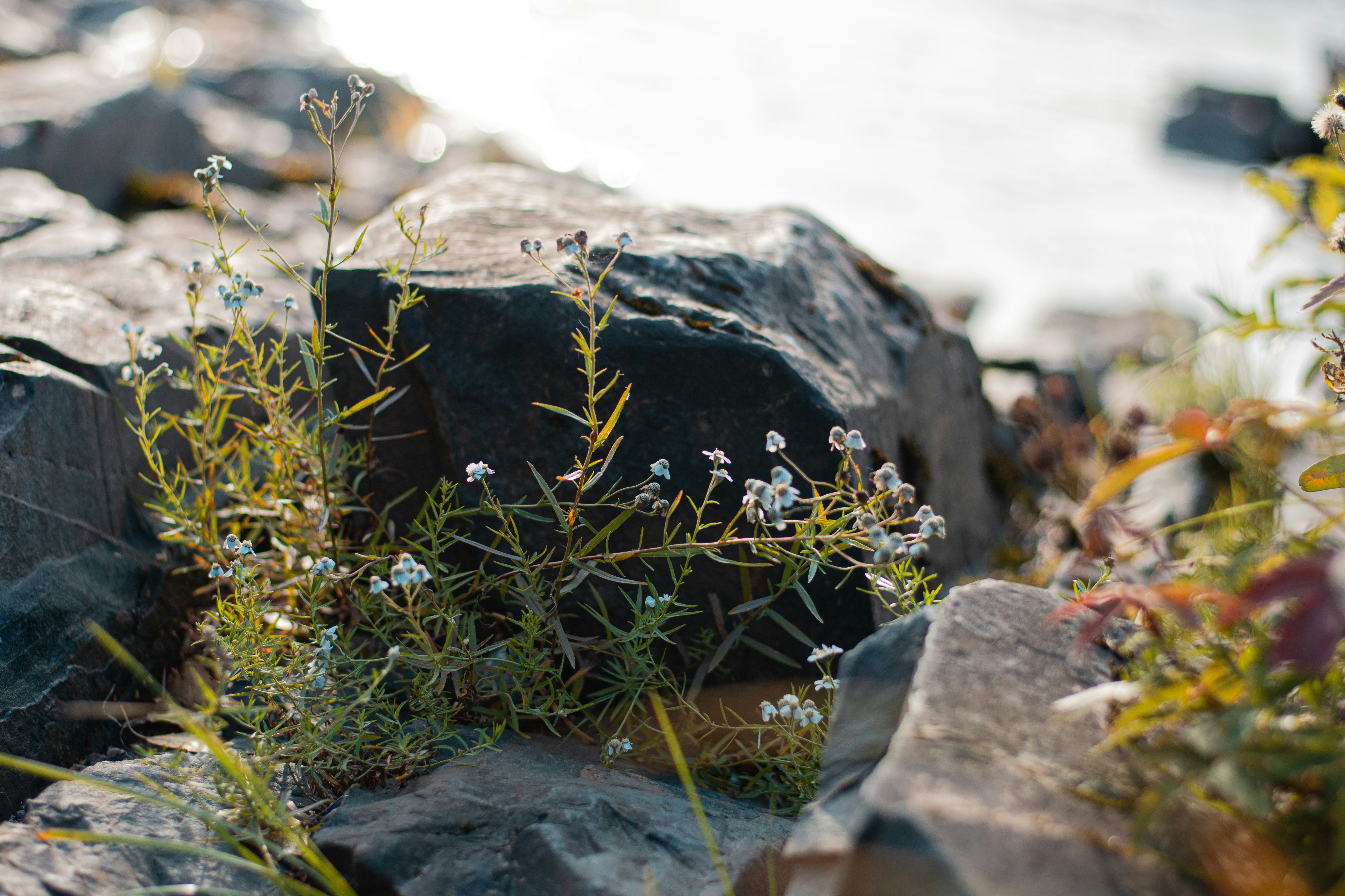 Littoral Microflora: White Blooms Among Rugged Shoreline Stones