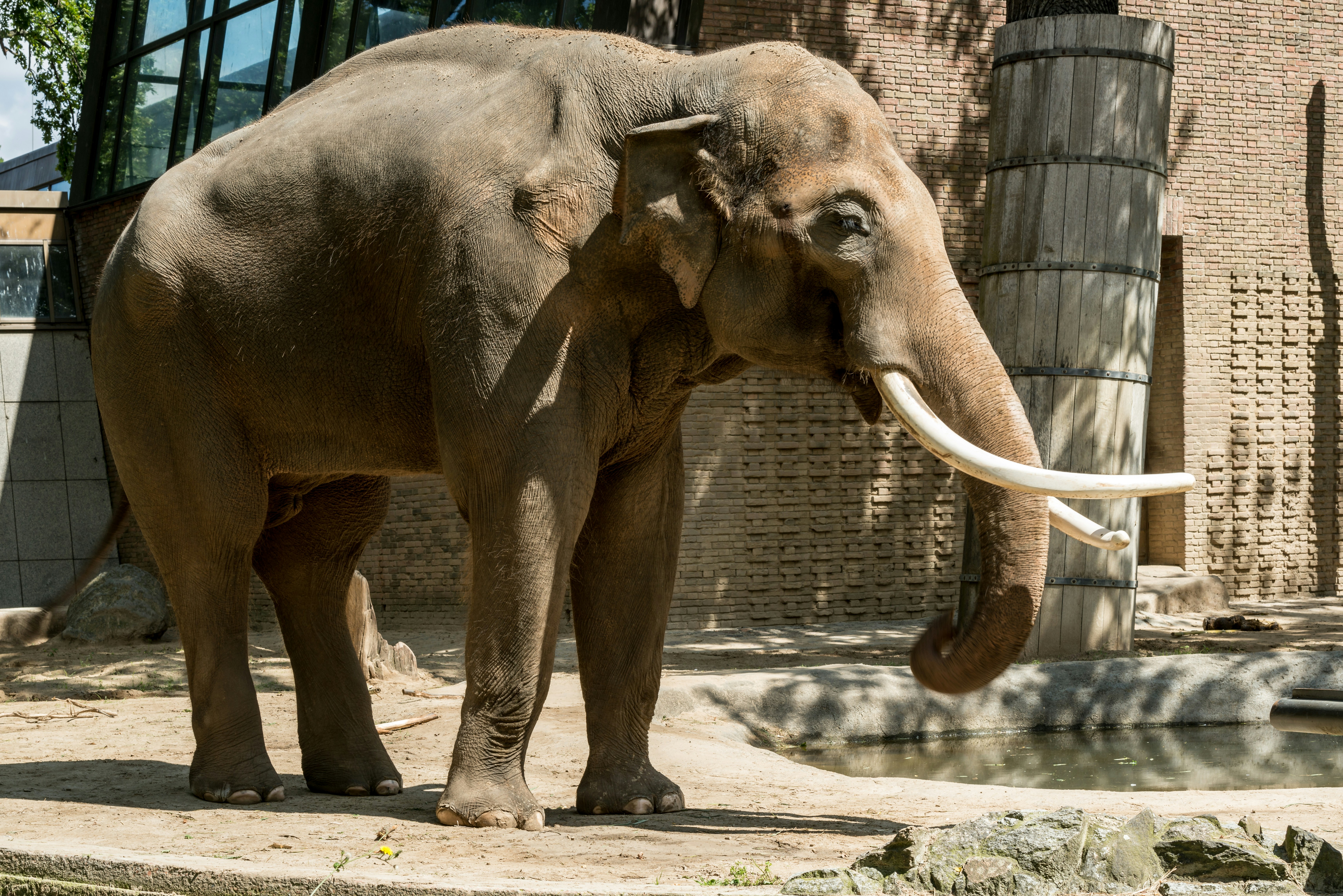 A large elephant standing next to a brick building photo – Free Berlin ...