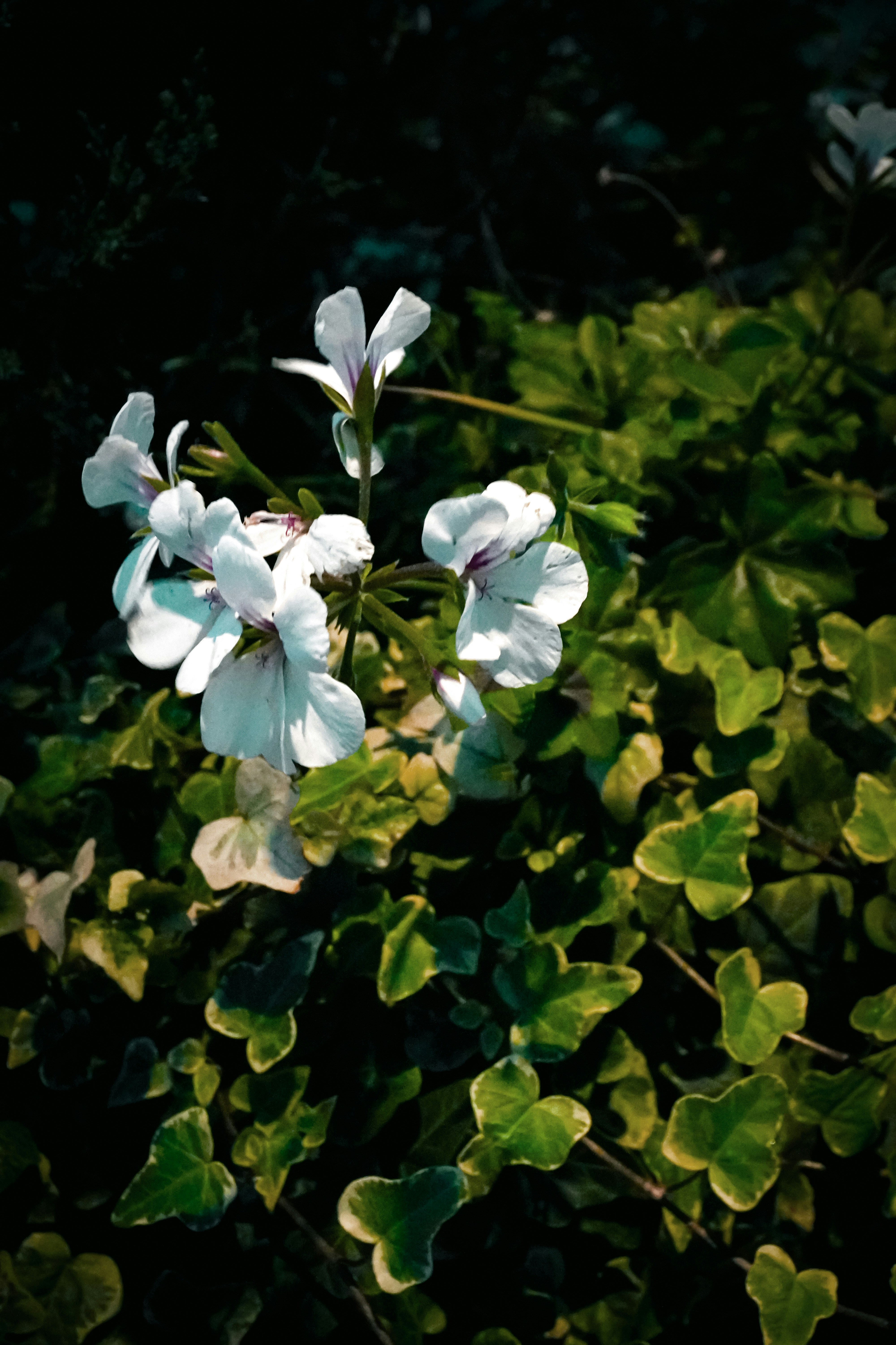 White blossoms in a sunlit green tapestry