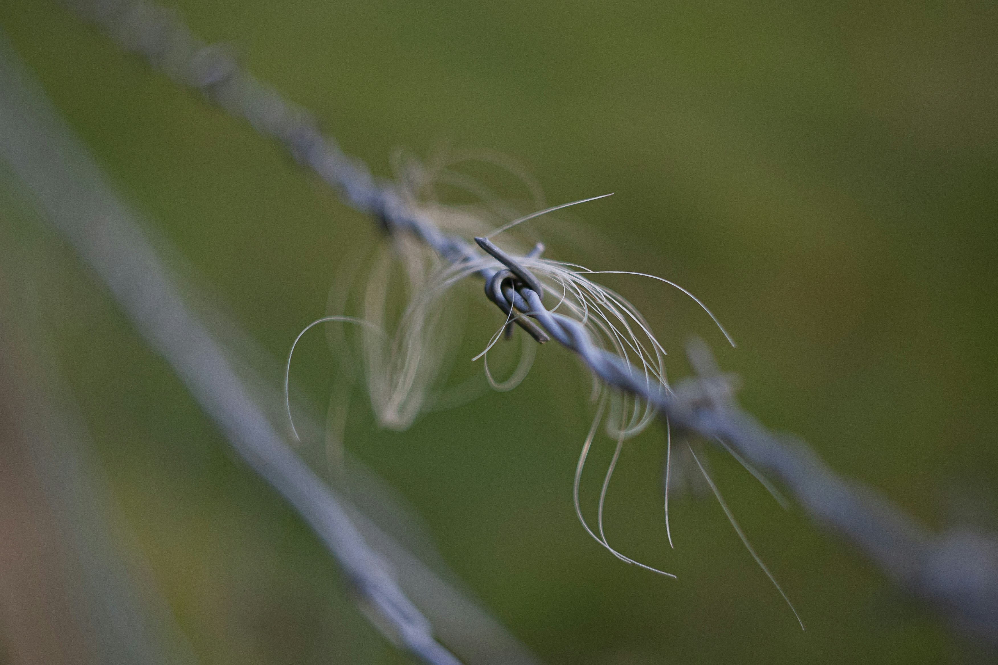 Frayed Barbs: Macro Study of Tension and Texture
