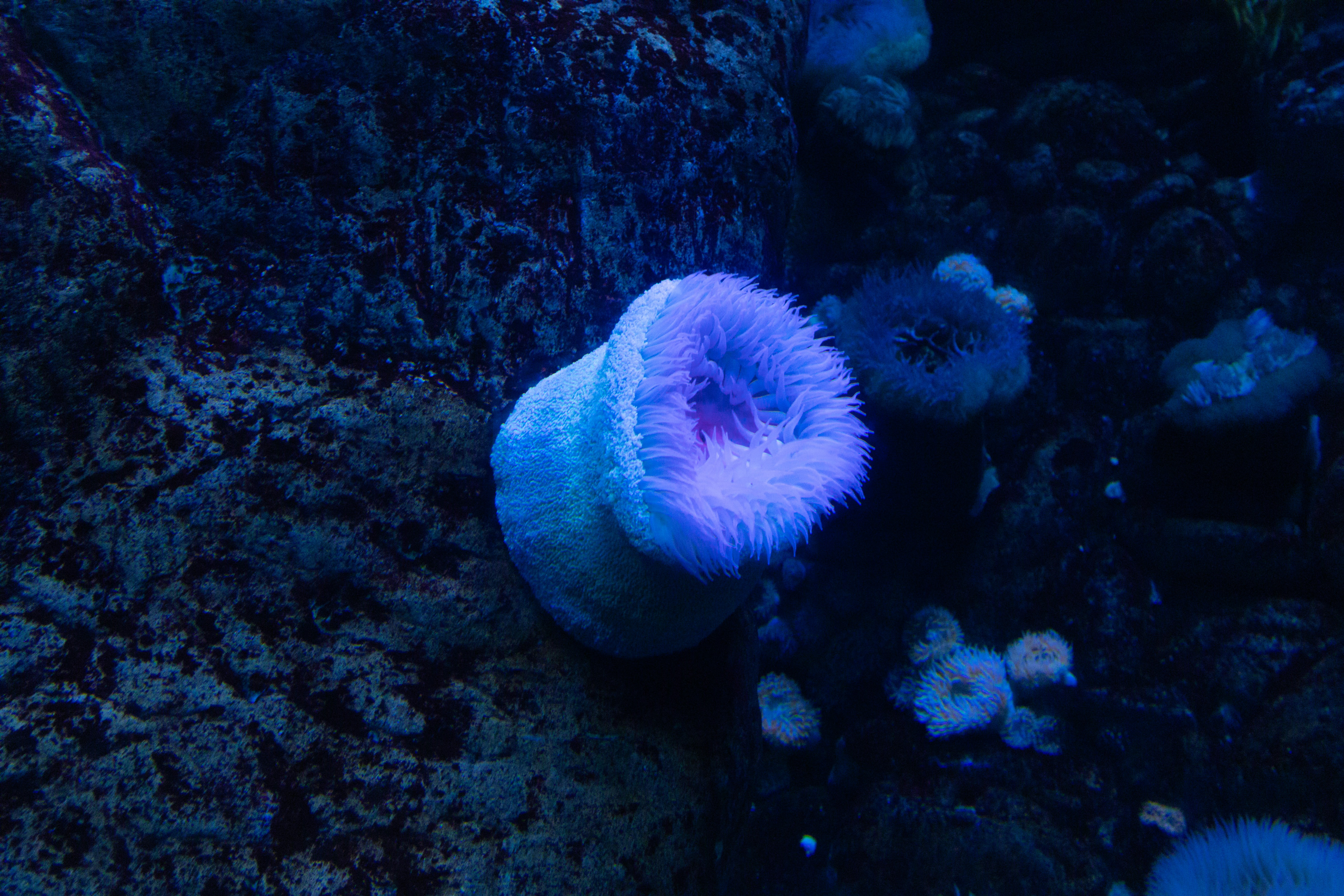 A blue and white sea anemone on a coral reefFilipe Nobre