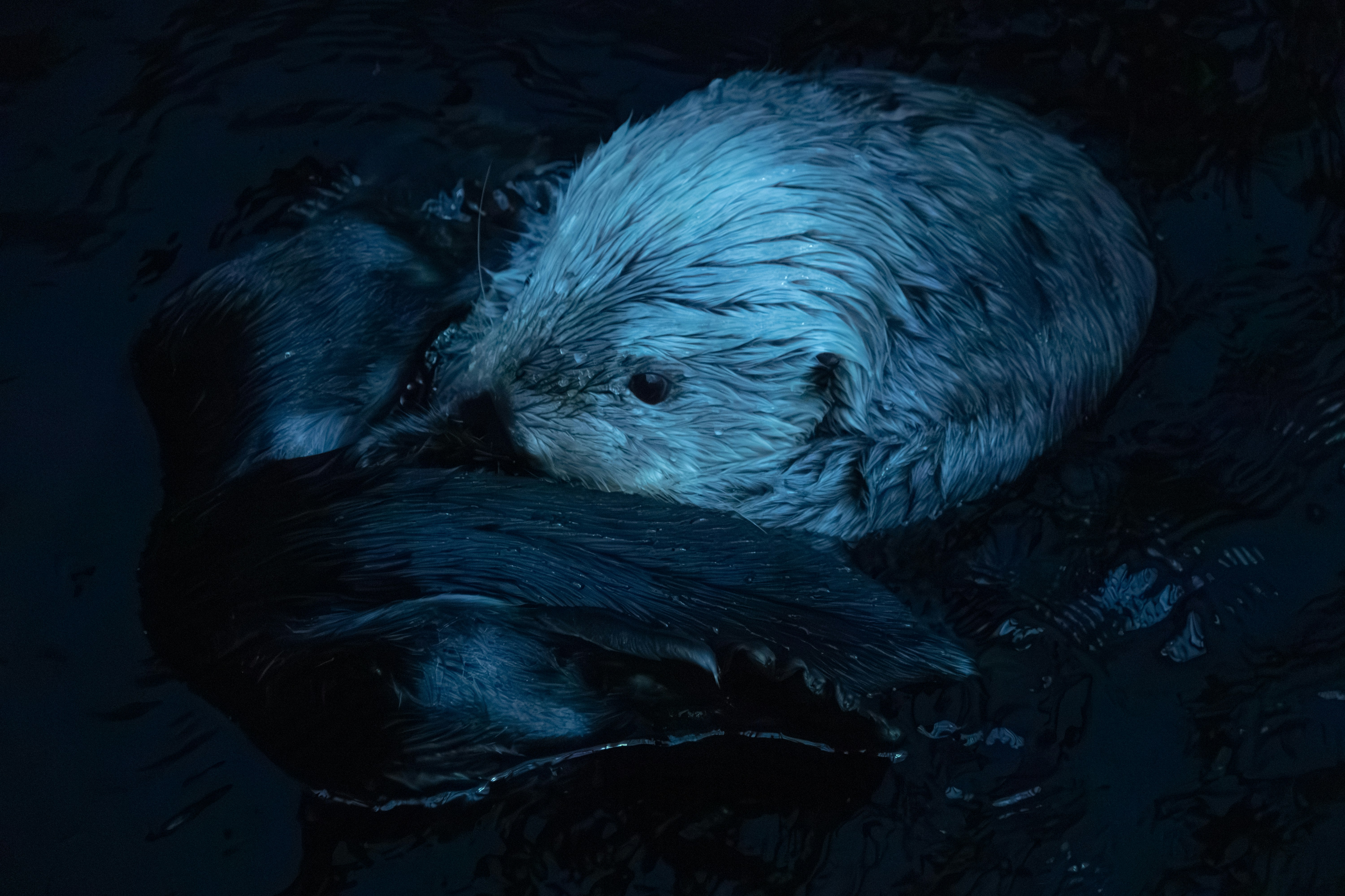 Otter nestled in dark water, illuminated with a soft blue hue.