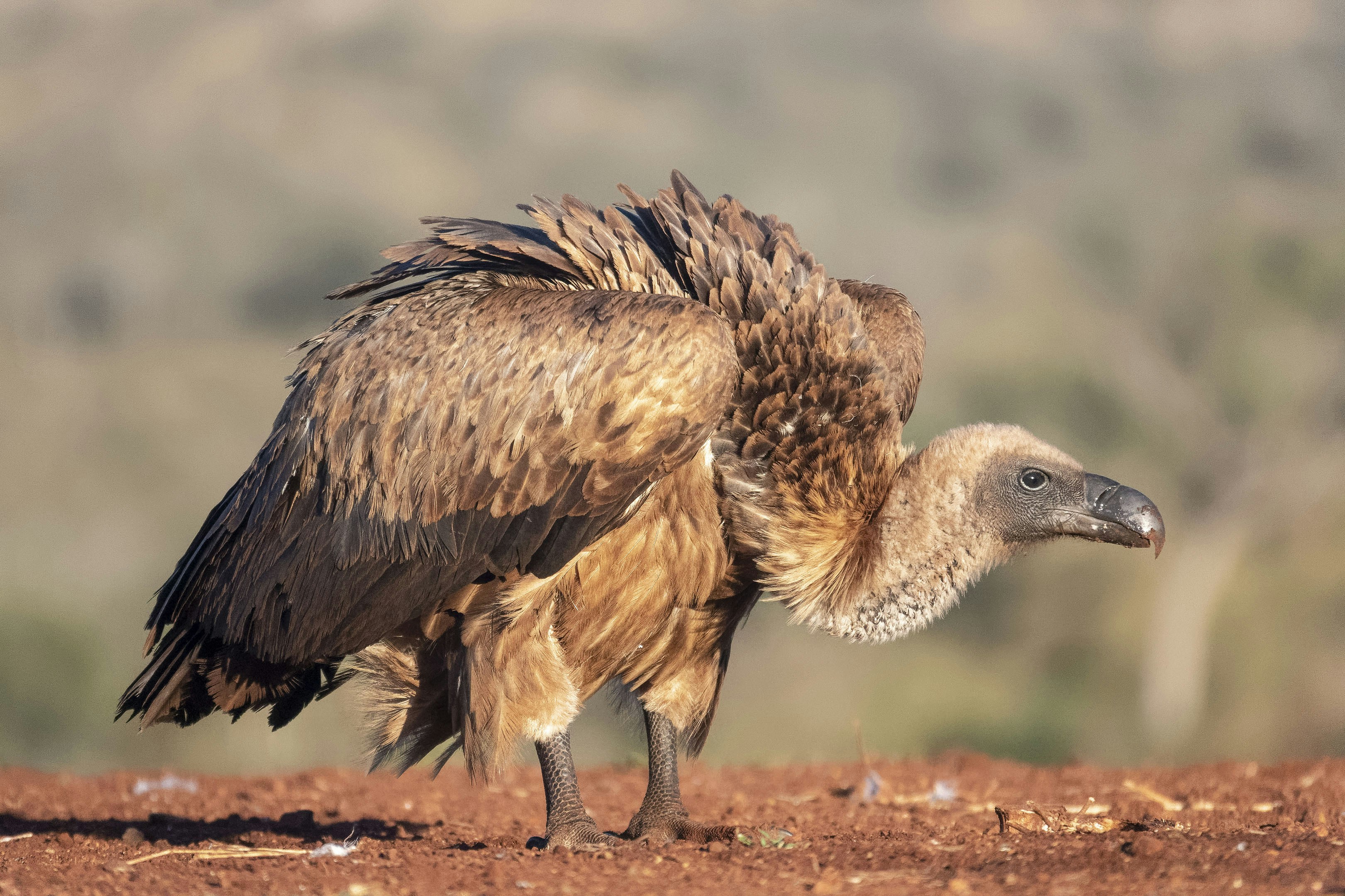 Desert Sentinel: A Vulture Pauses on Sun-Baked Red Earth