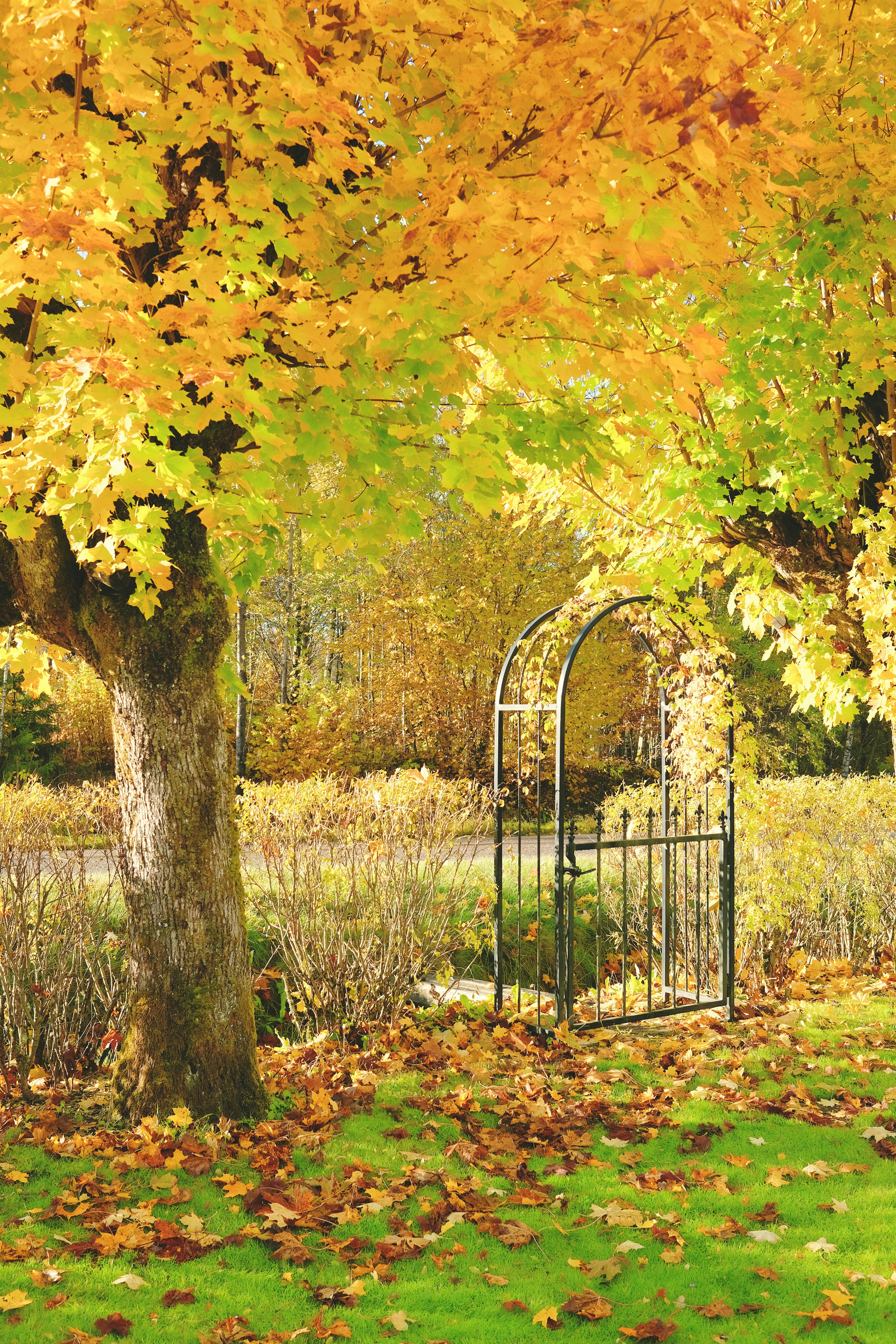 Autumn Gateways: Sunlit Amber Canopy Framing a Quiet Garden Path