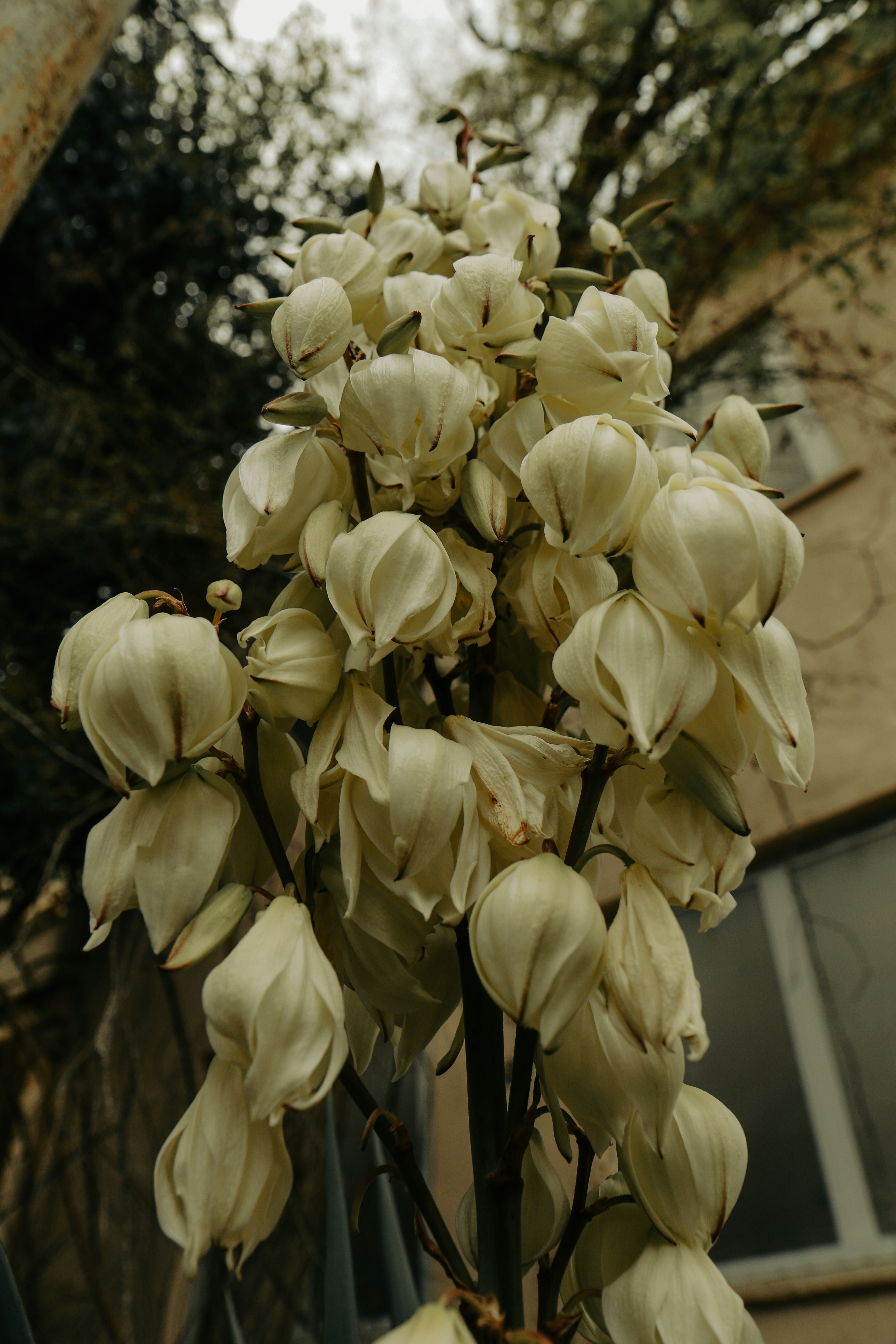Pale Bell Cluster in a Muted Urban Courtyard
