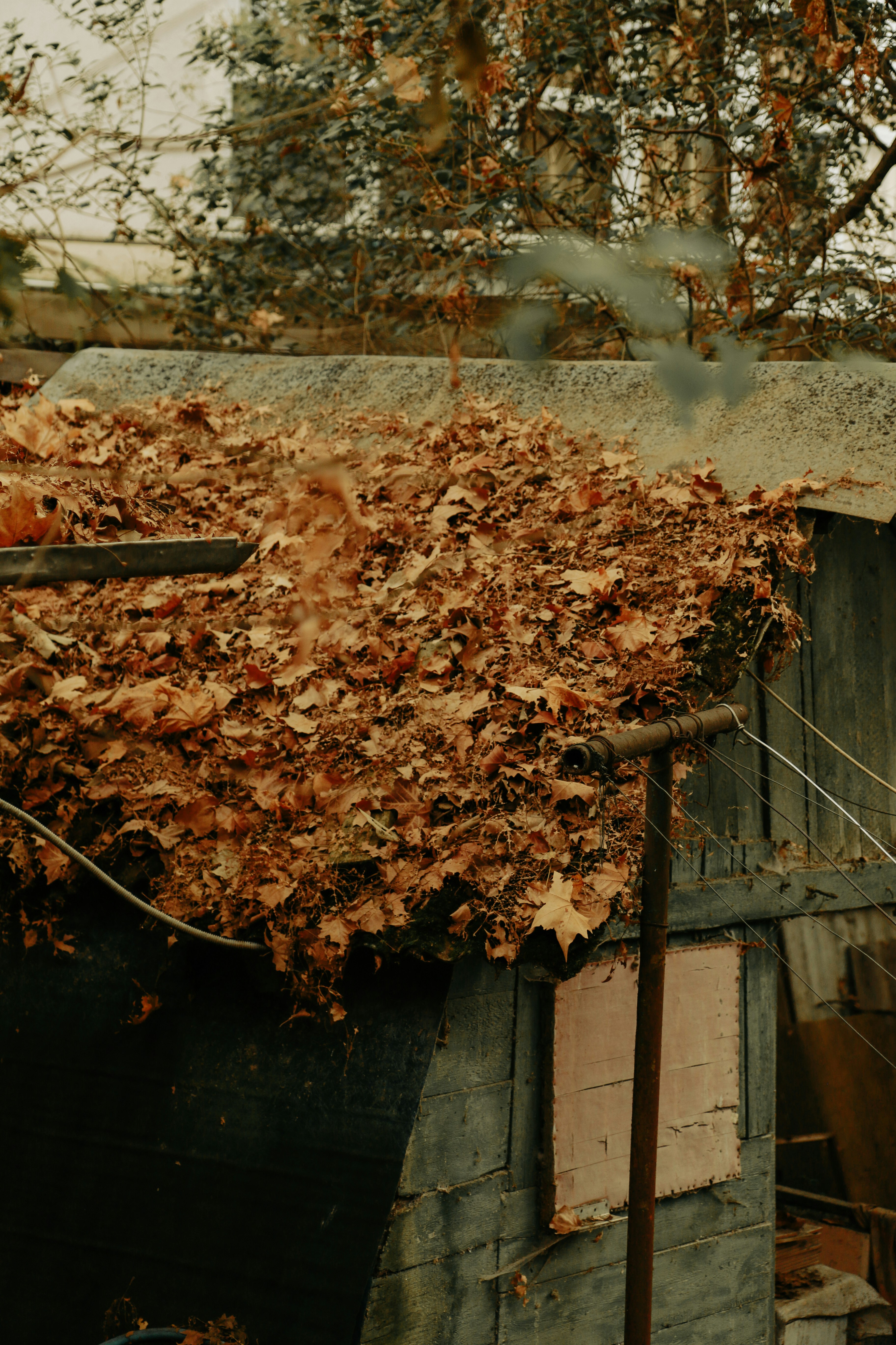 Autumn Veil on a Weathered Riverside Railing