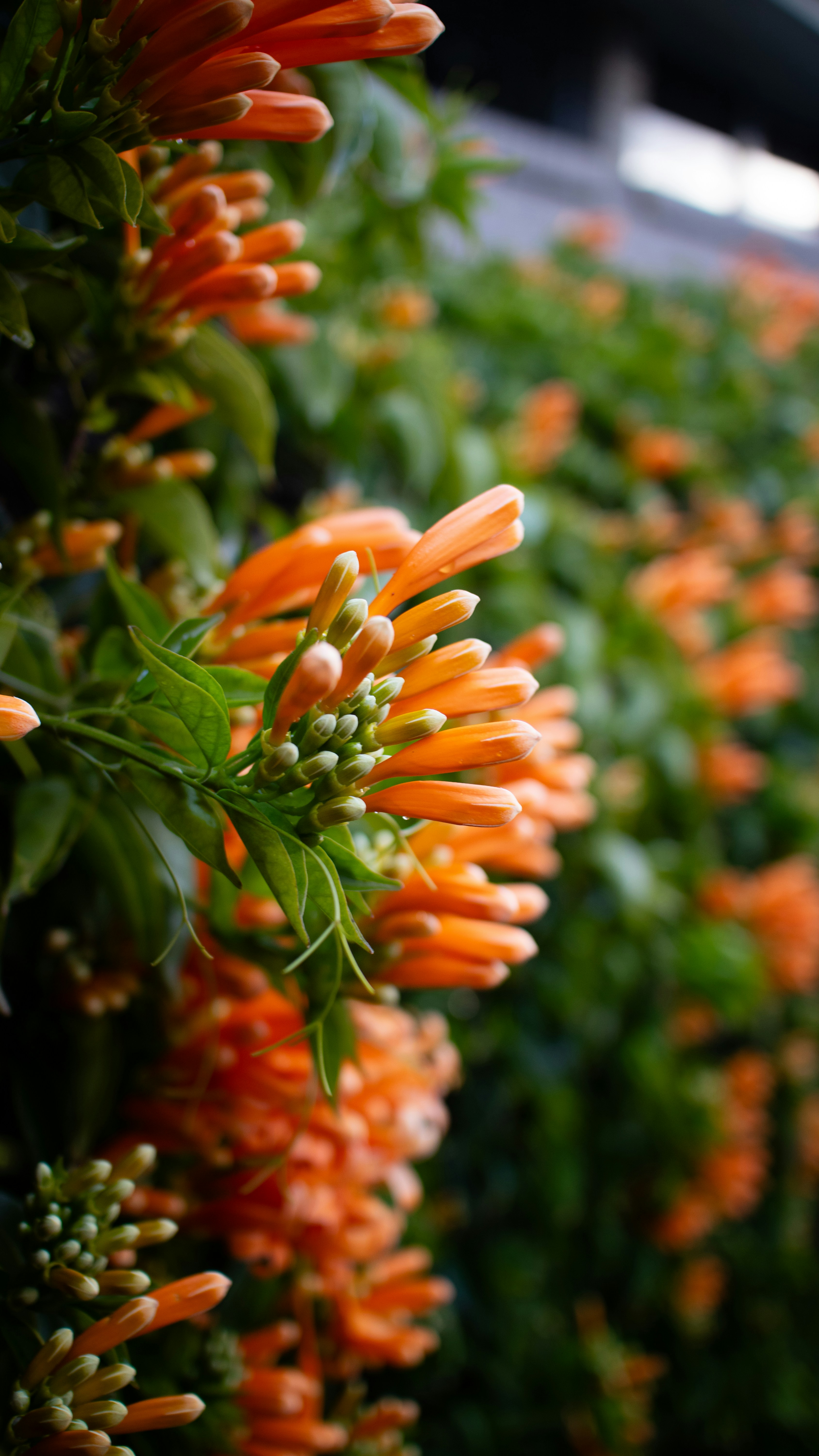 Amber Tubes in a Whispering Hedge: Close-Up of Orange Blooms with Dreamy Bokeh