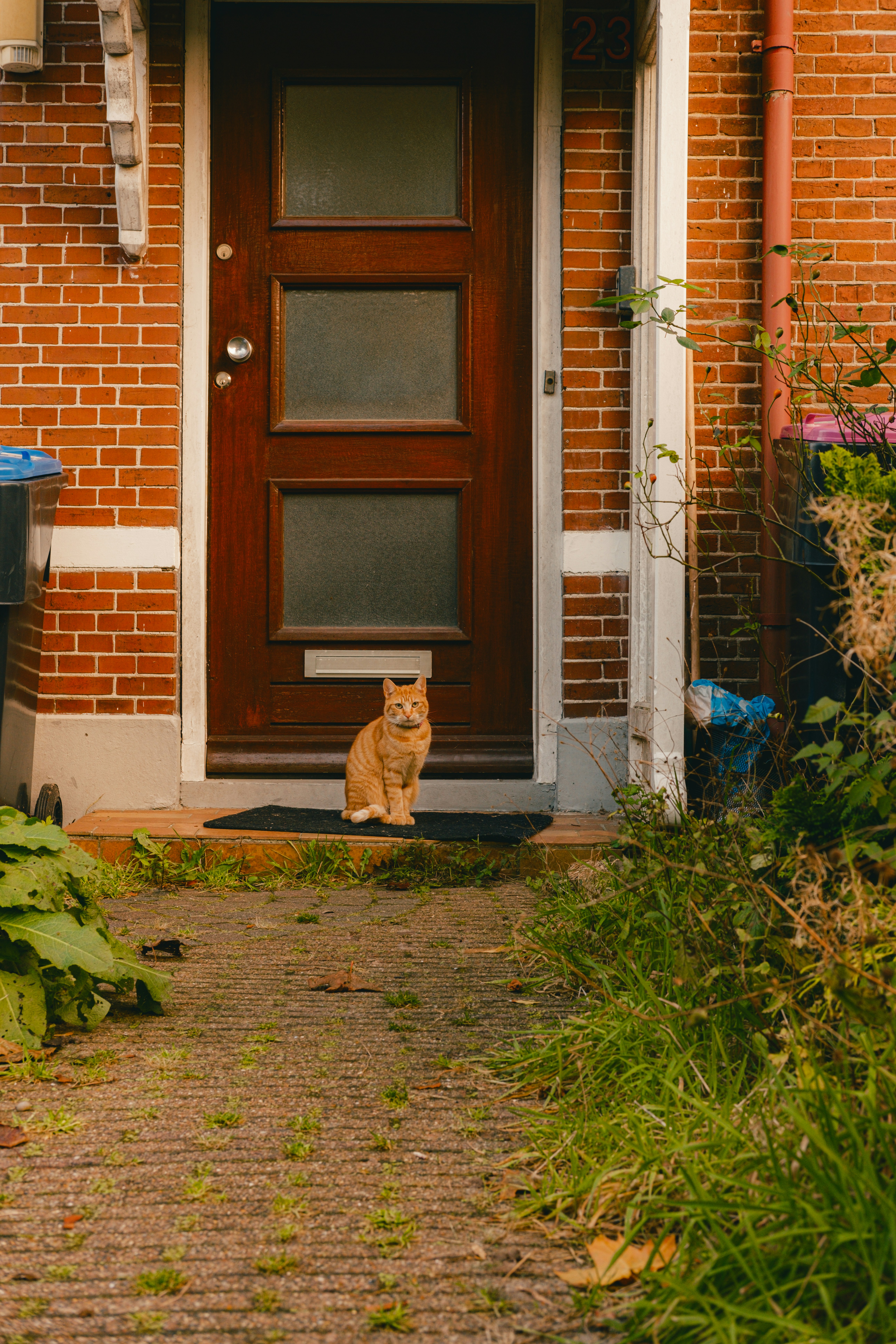 Porch Sentinel: Ginger Cat on a Brick Doorstep