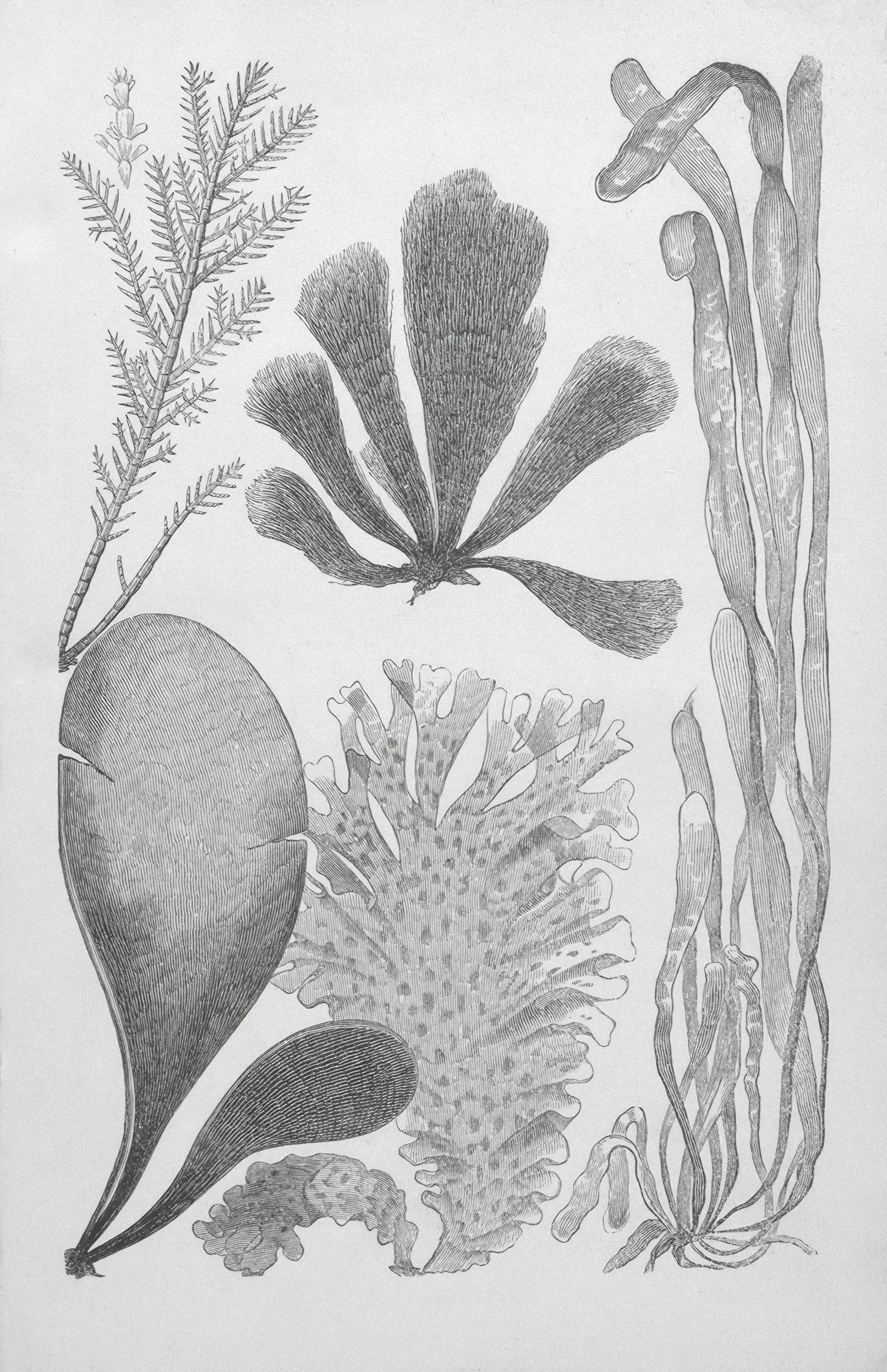 A pencil drawing of seaweed and seaweed photo – Free Drawing Image on ...