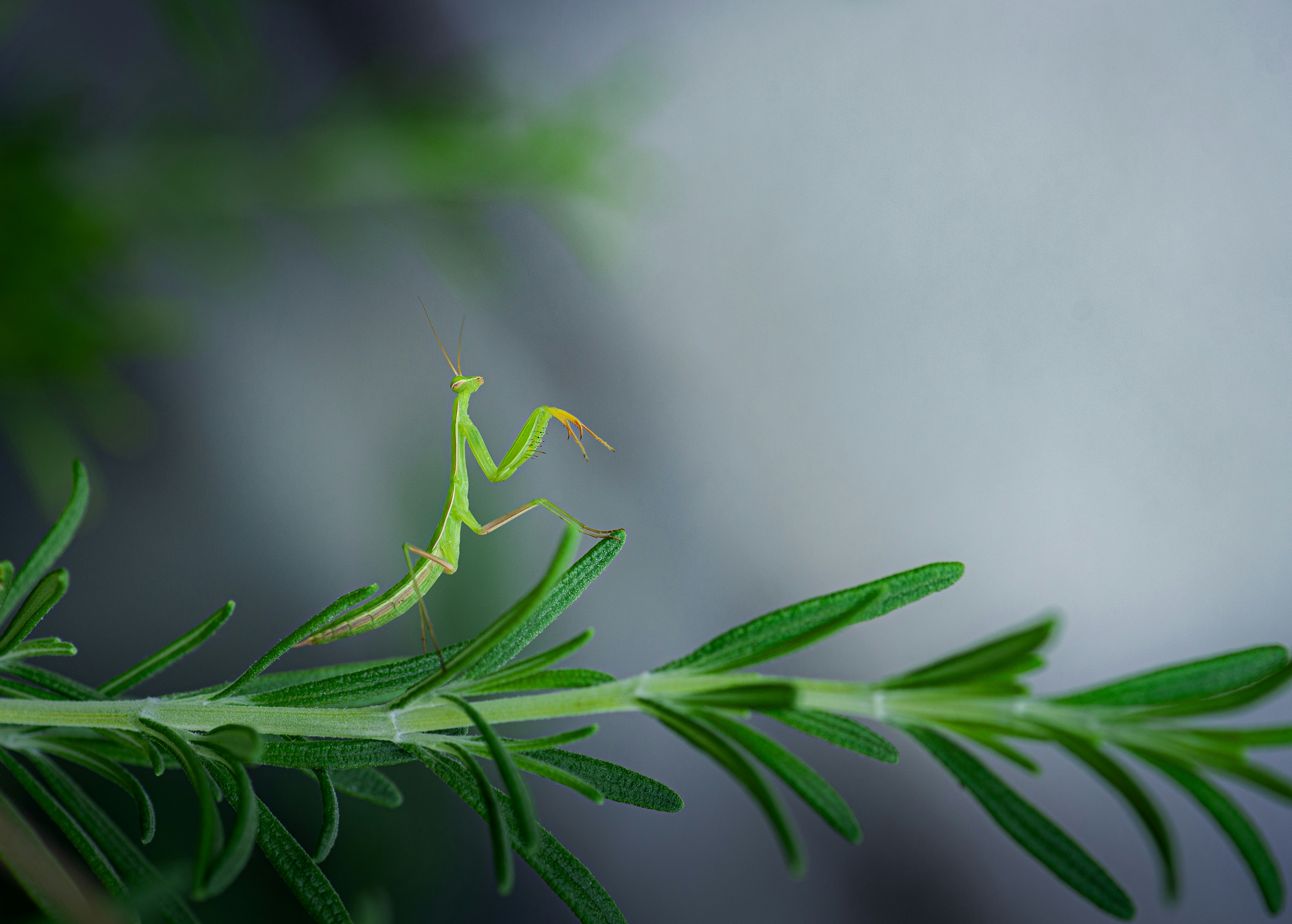 Green Praying Mantis on a Rosemary-Like Sprig in Soft Focus