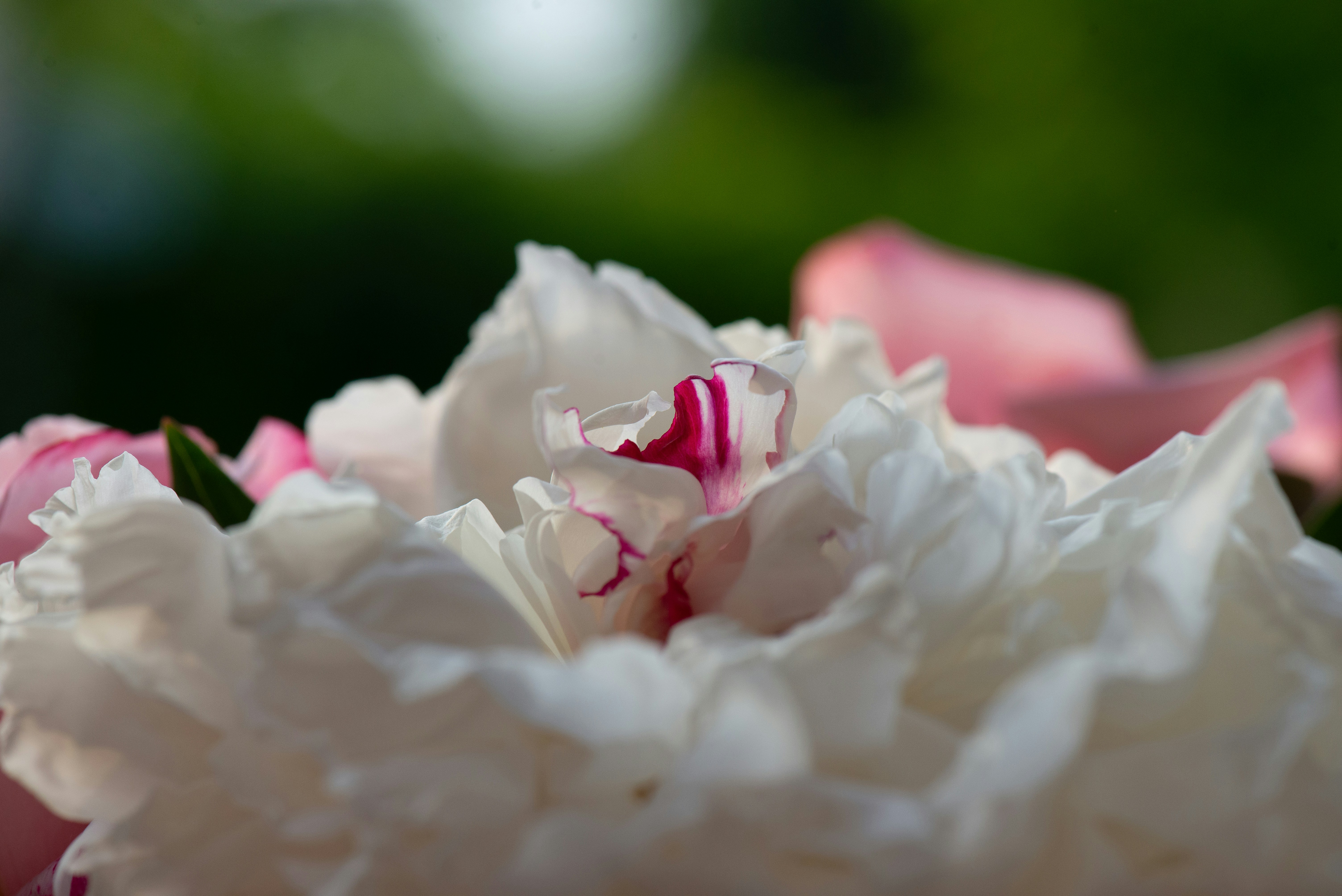 Ivory Peony in Soft Focus: close-up study of petal texture and pink accents