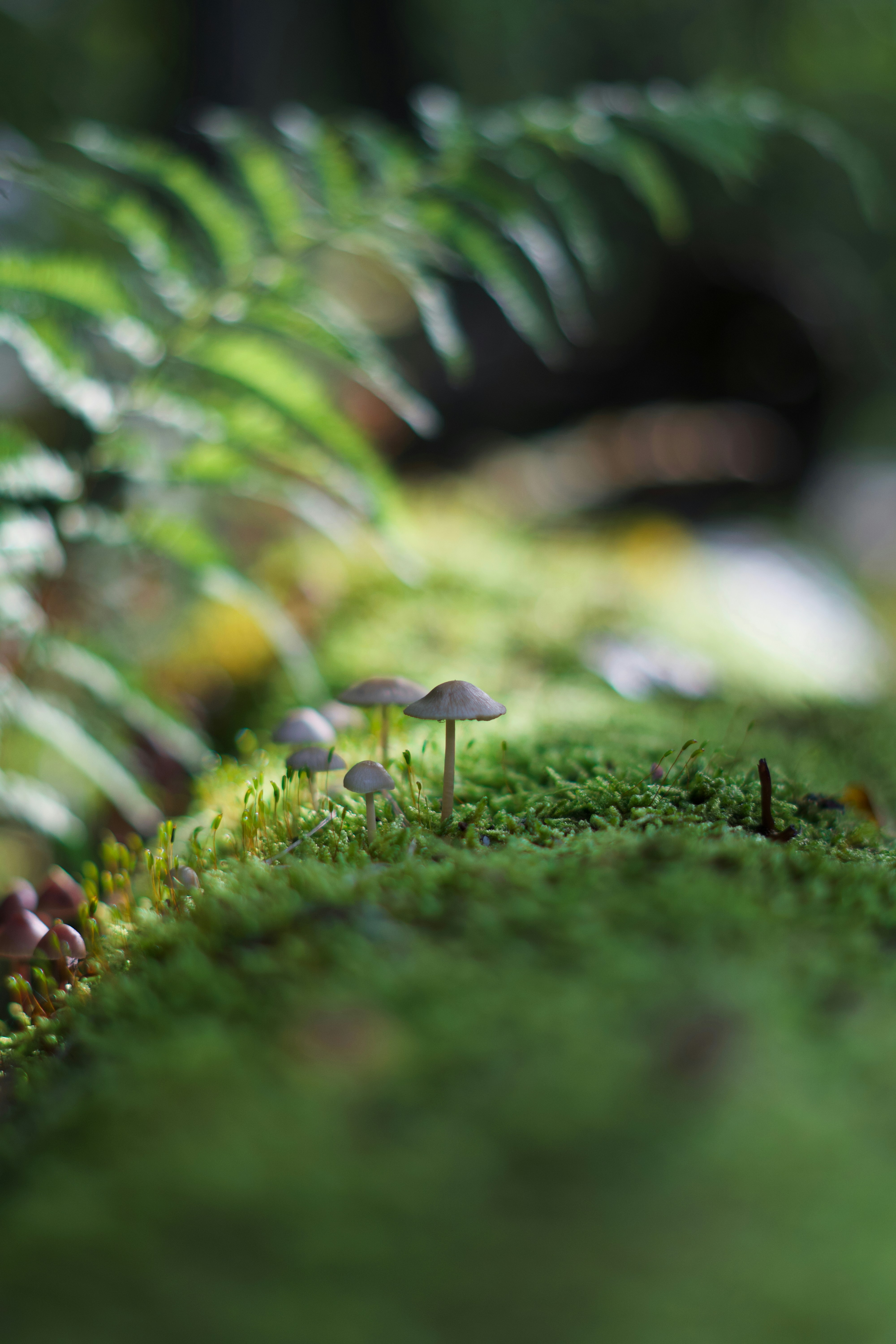 Mossy Microstage: Mushrooms Cluster on a Quiet Forest Floor