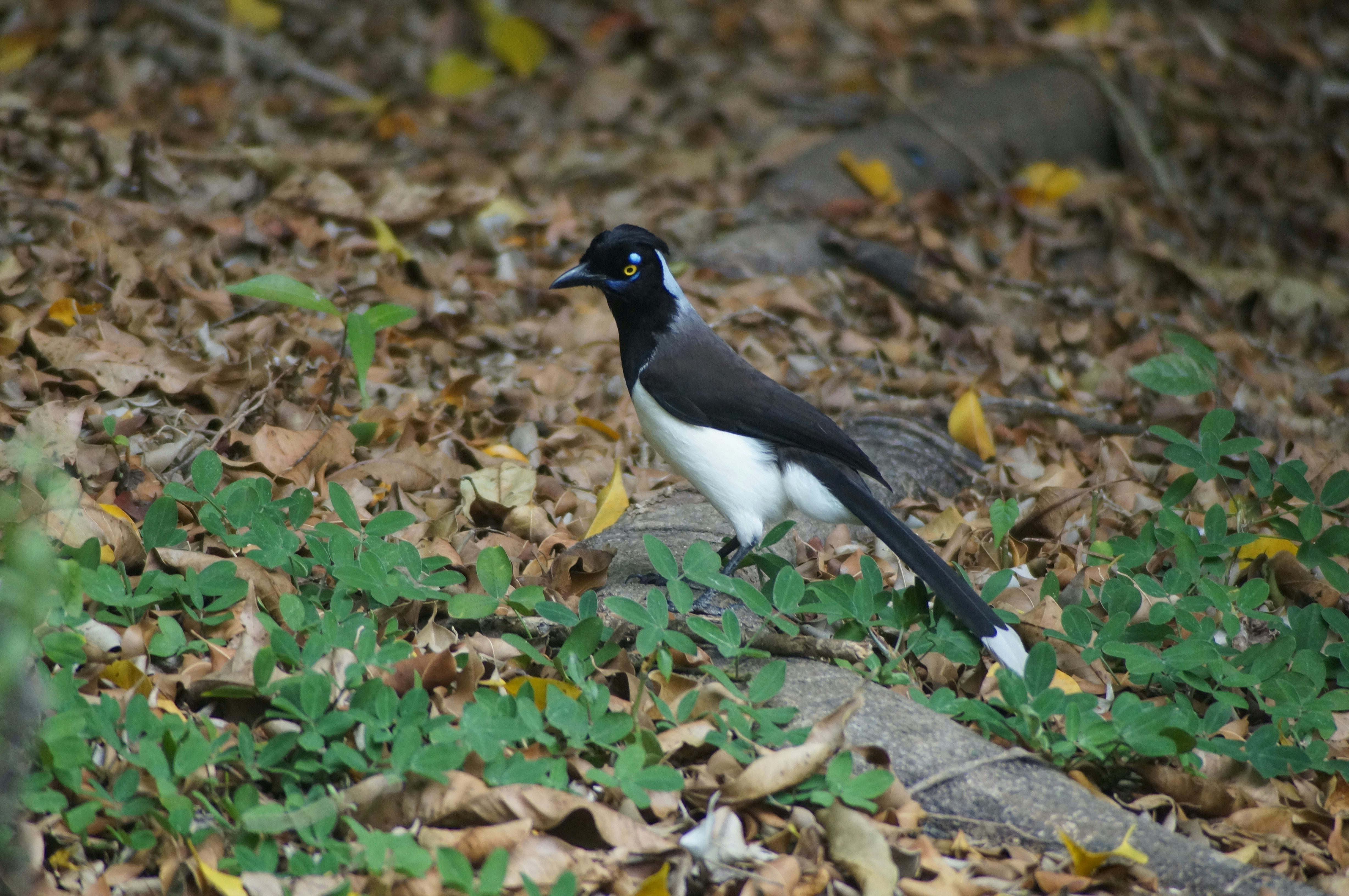 Blue-Eyed Sentinel Among Autumn Leaf Litter