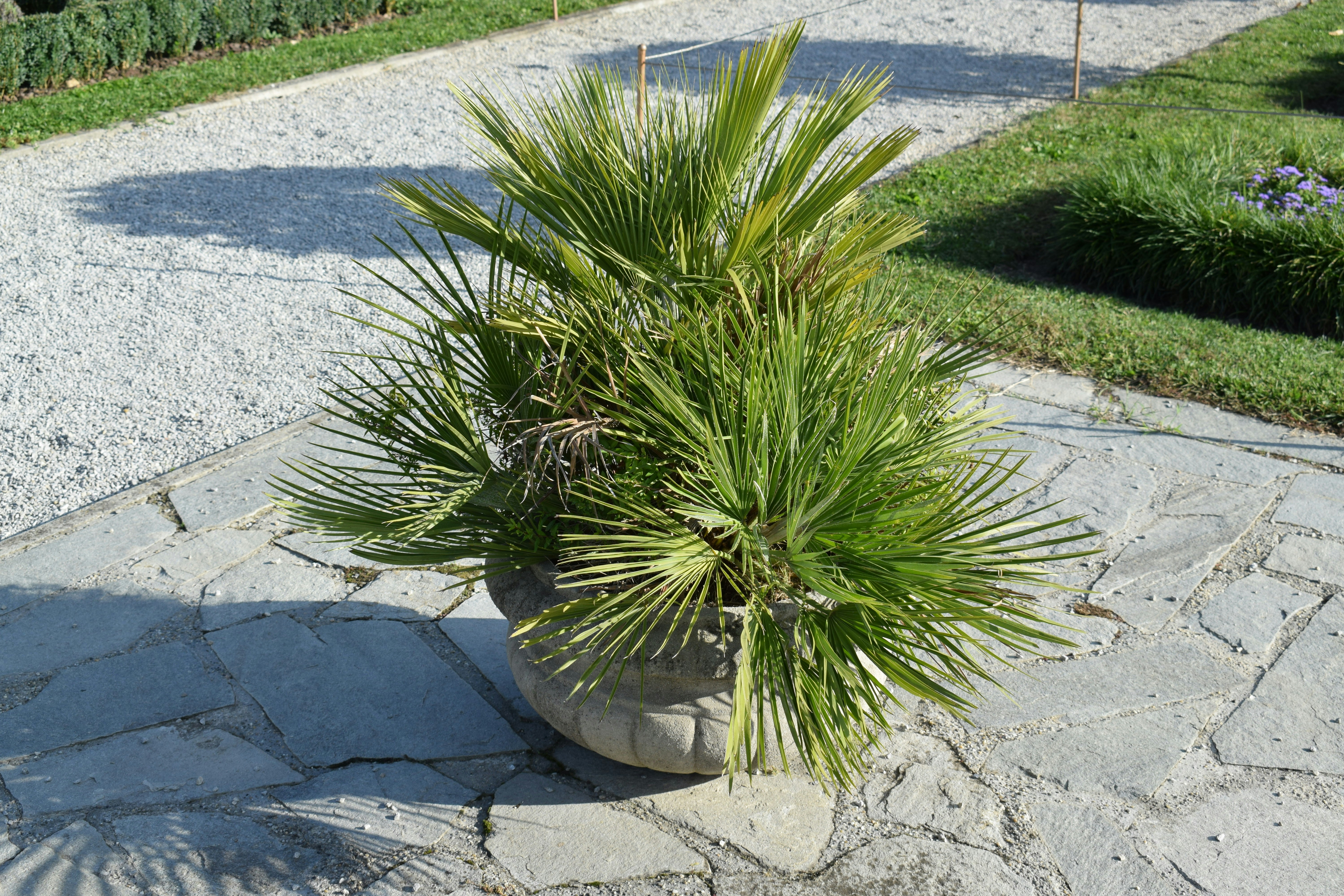Palm Centerpiece Amid Sunlit Stone Courtyard
