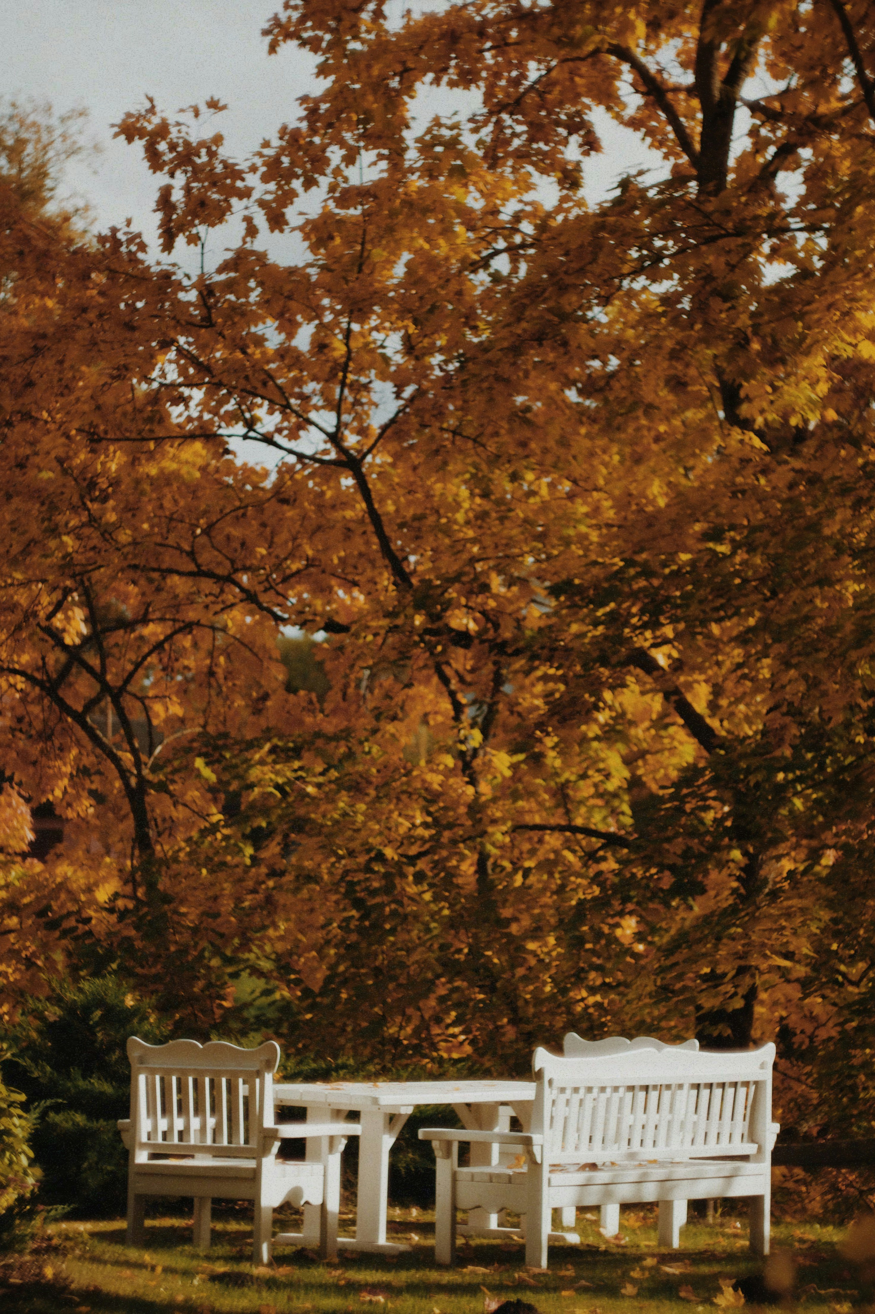 Autumn Orchard: White Benches Beneath Amber-canopied Trees