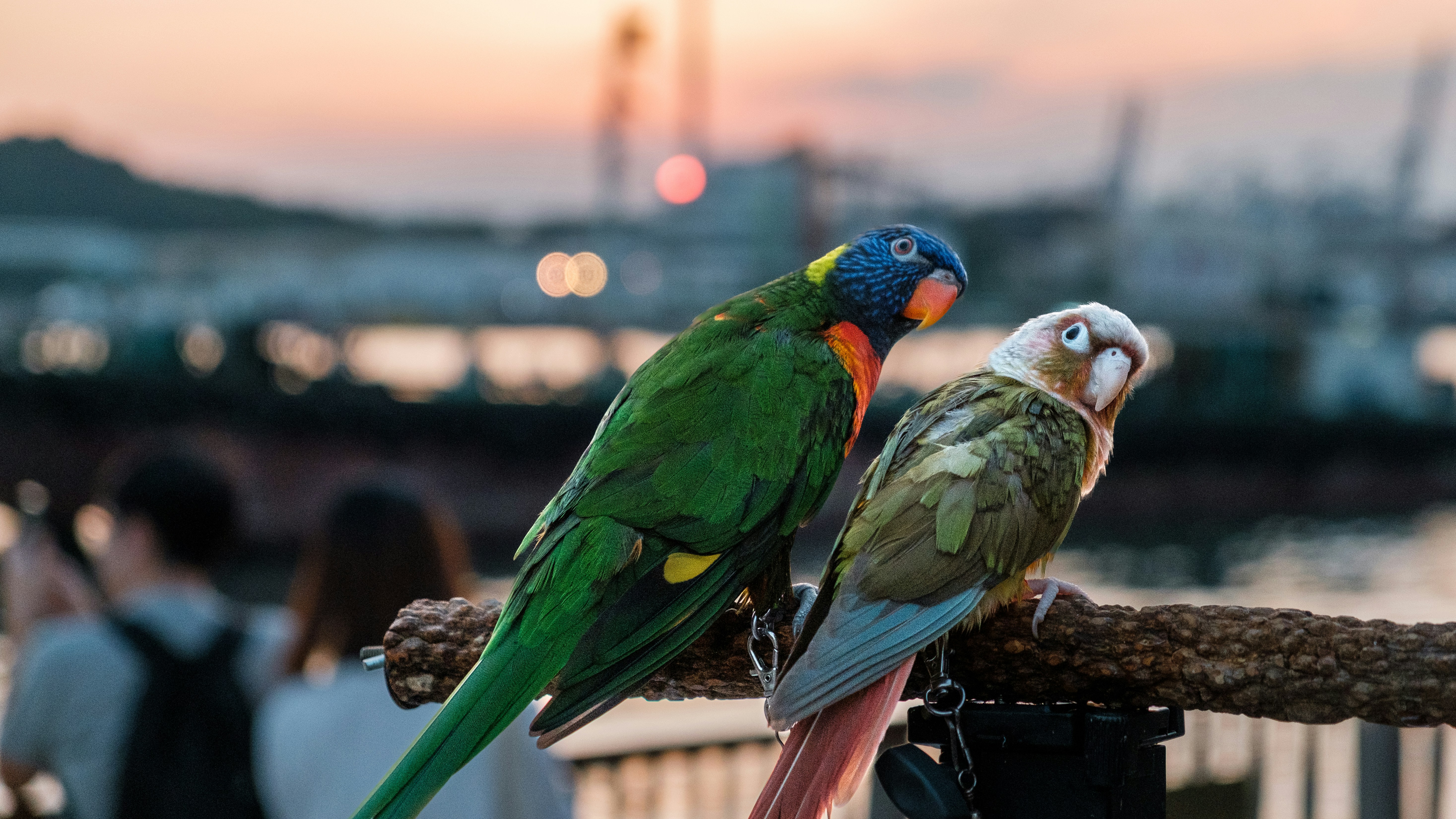 Two colorful parrots perched on a branch with an industrial harbor backdrop at sunset.