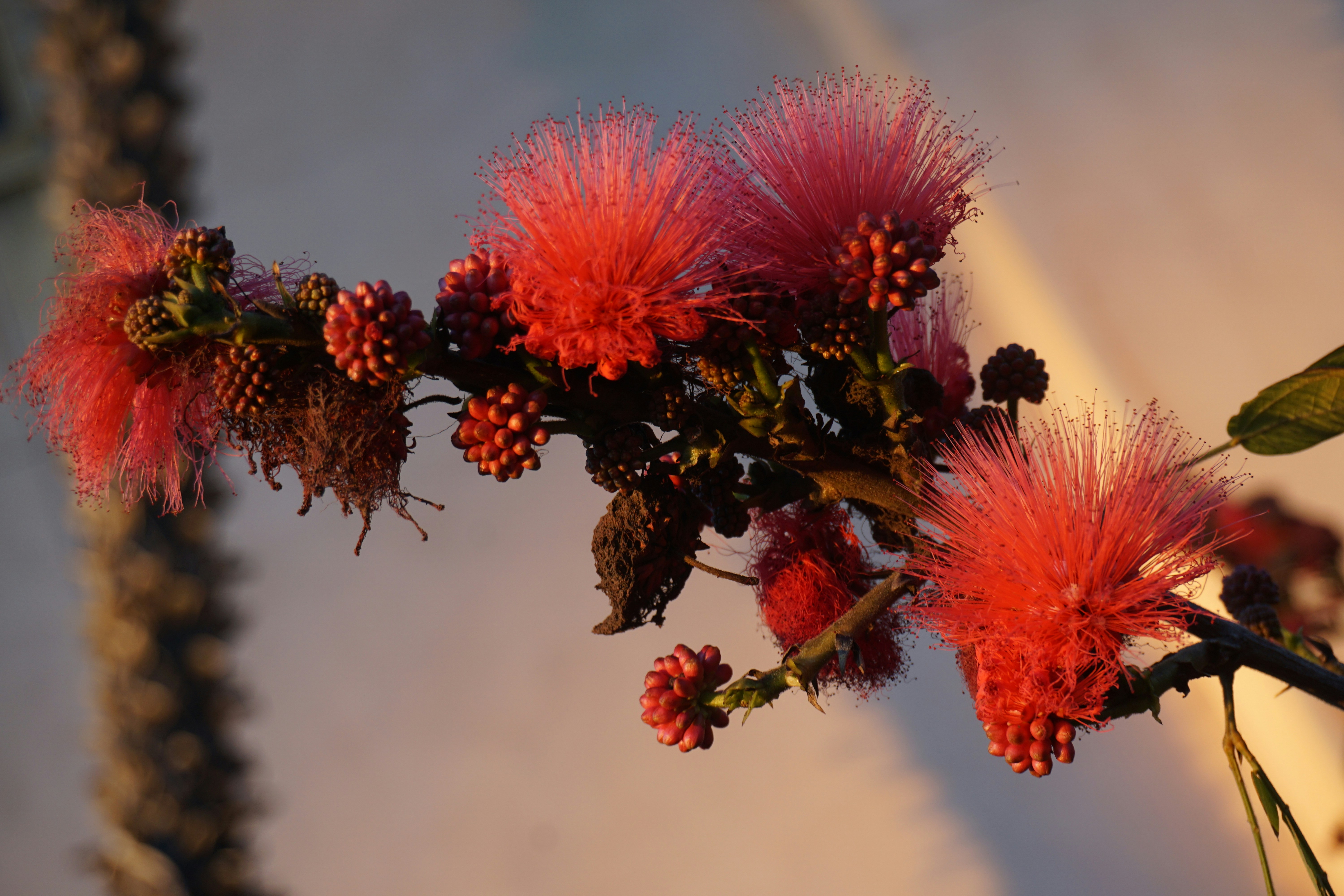 Red Bottlebrush Bloom on a Backlit Stem