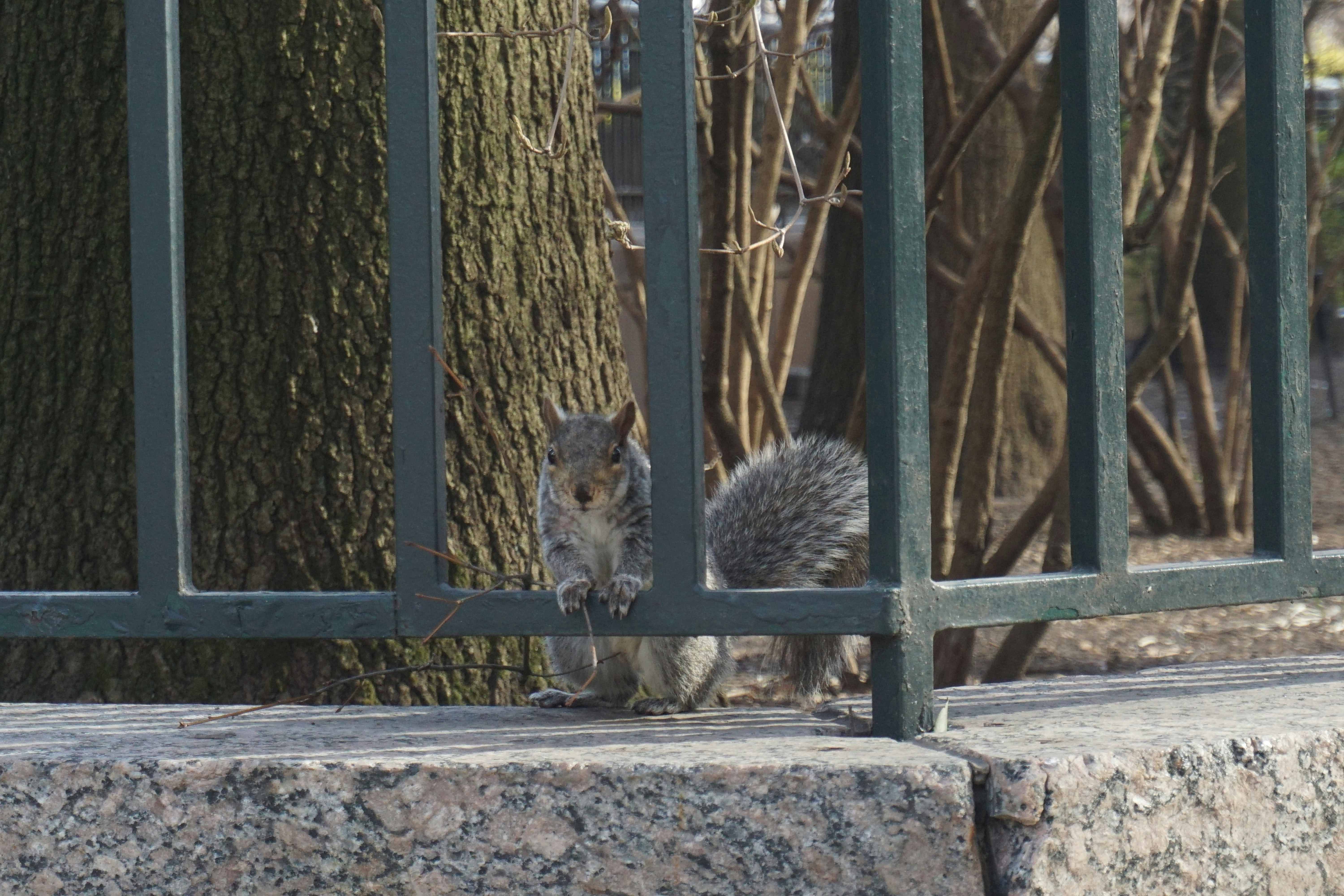 Squirrel on the Granite Ledge Framed by Iron Rails