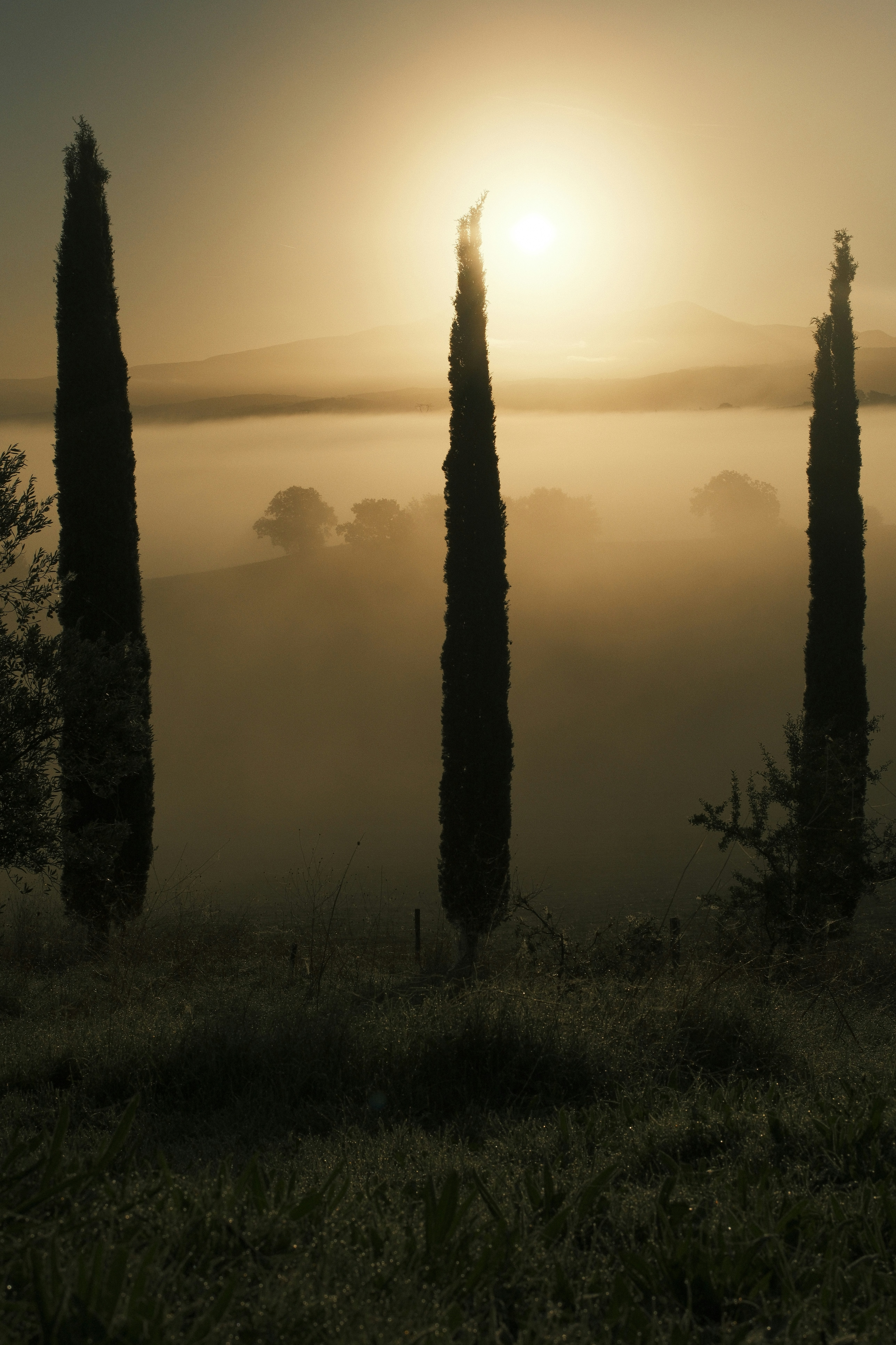 Dawn Columns: Three Cypress Silhouettes Amid Golden Mist