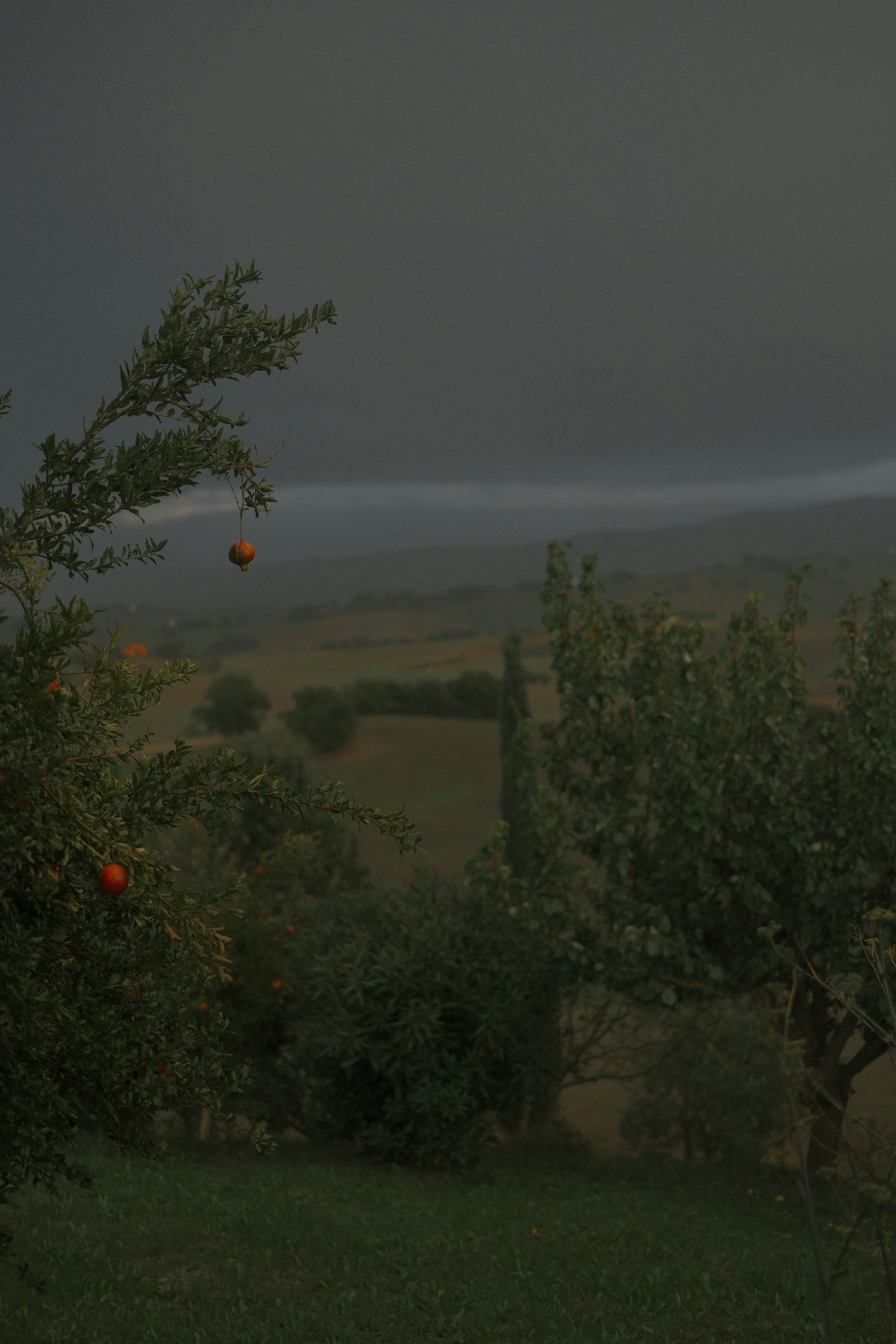 Lone Orange on a Wind-Worn Branch Beneath a Brooding Sky
