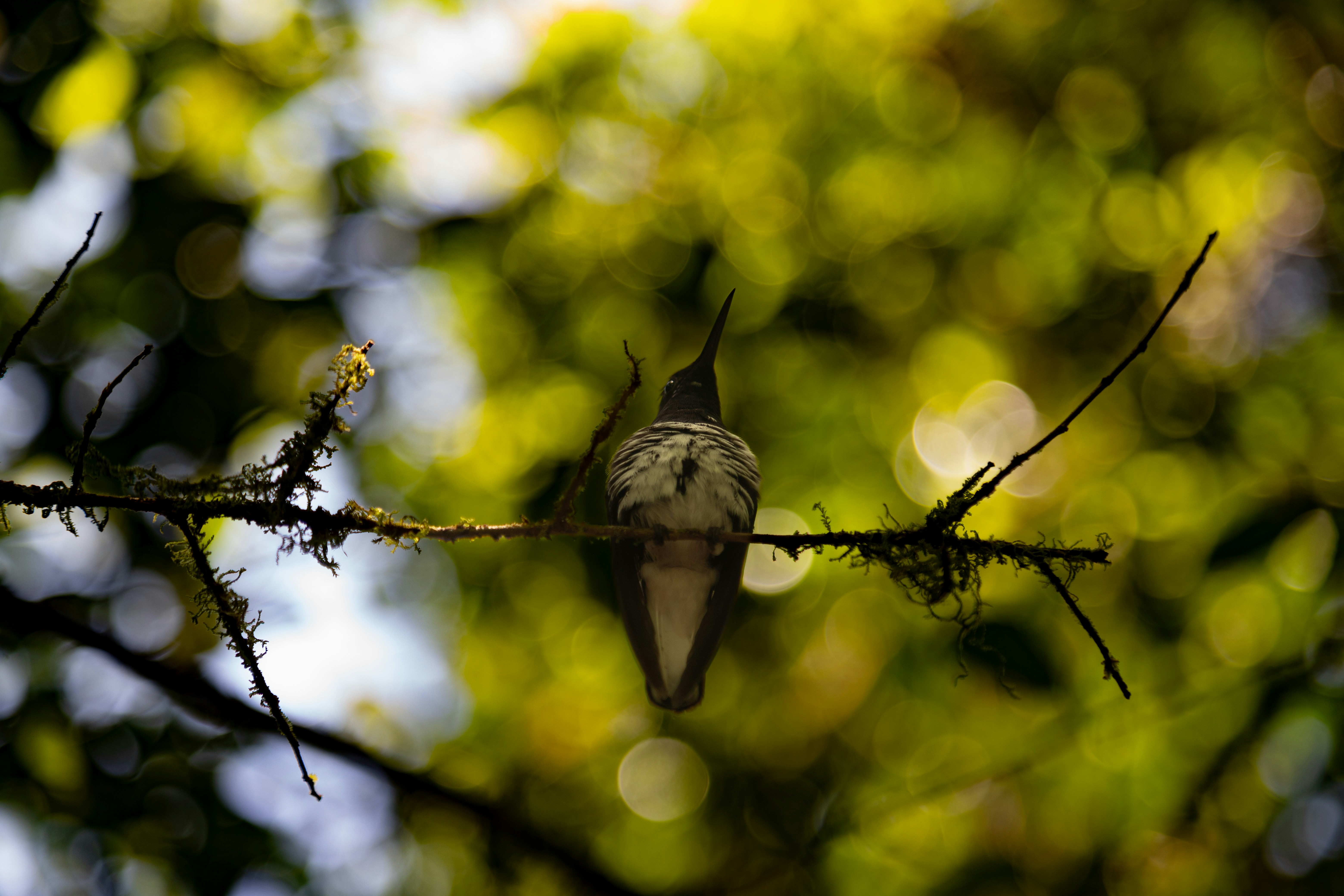 Tiny Songbird on a Mossy Branch in Sunlit Bokeh