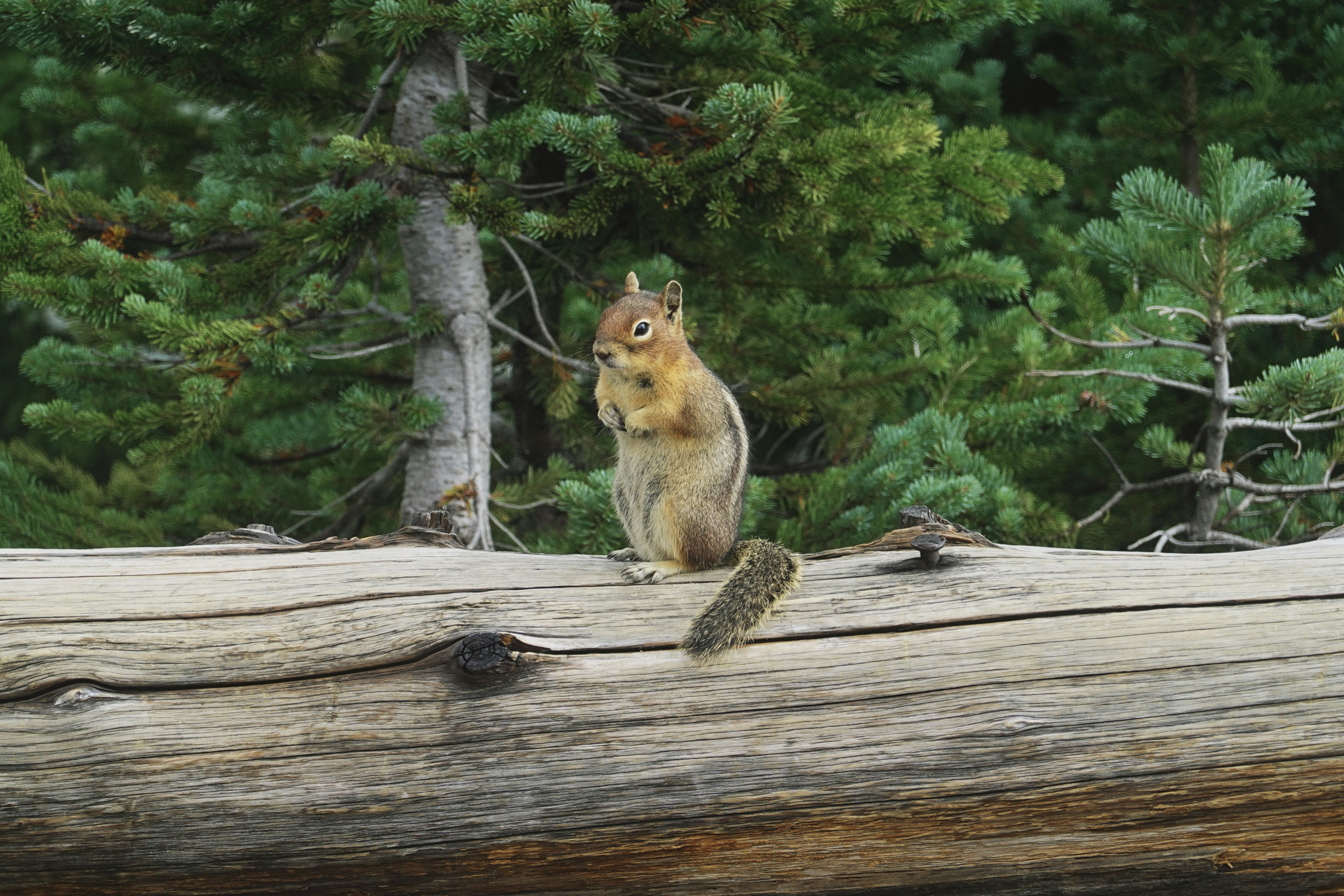 A squirrel sitting on a log in a forest photo – Free Rainier mountain ...