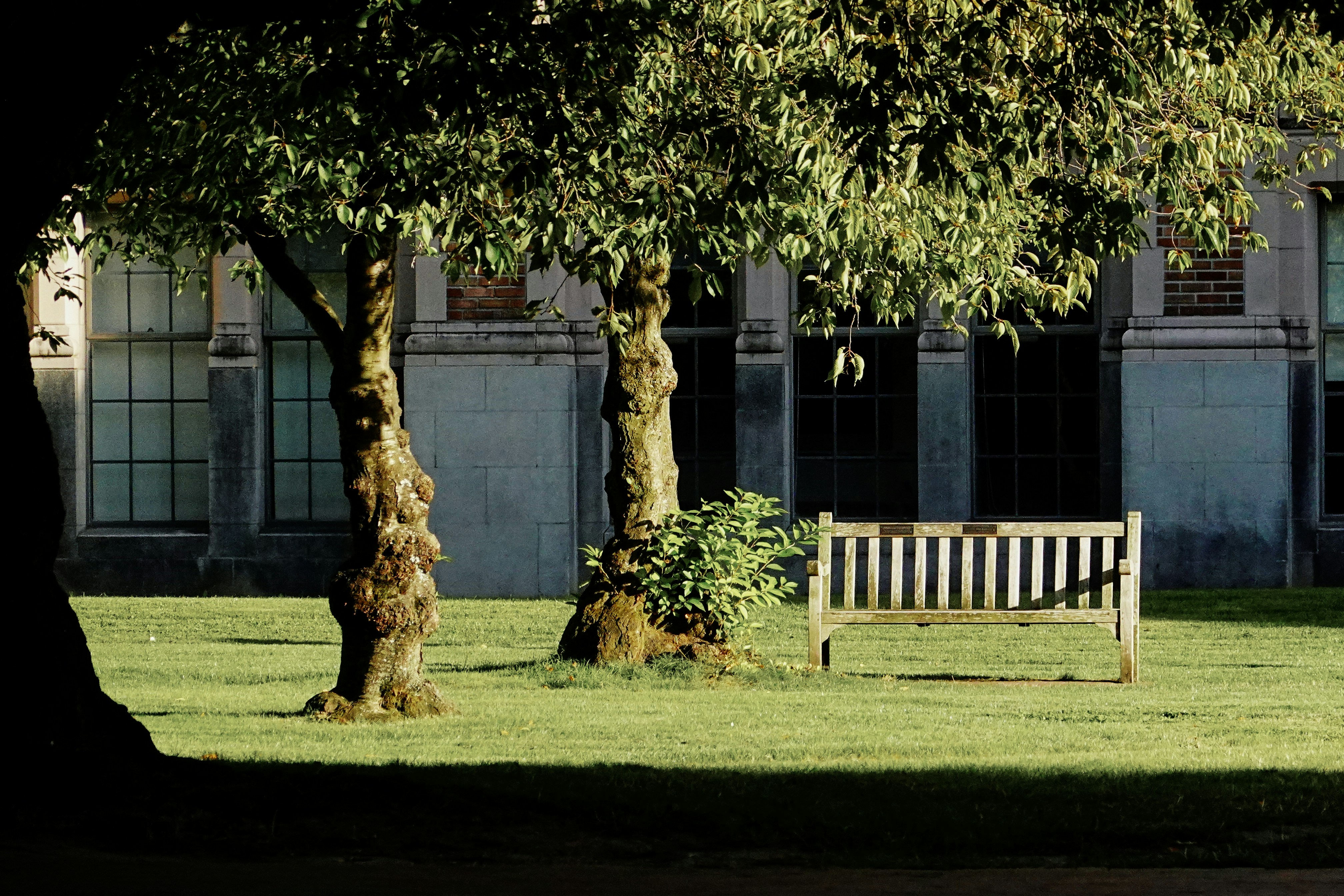A white bench sitting in the middle of a lush green park photo – Free ...