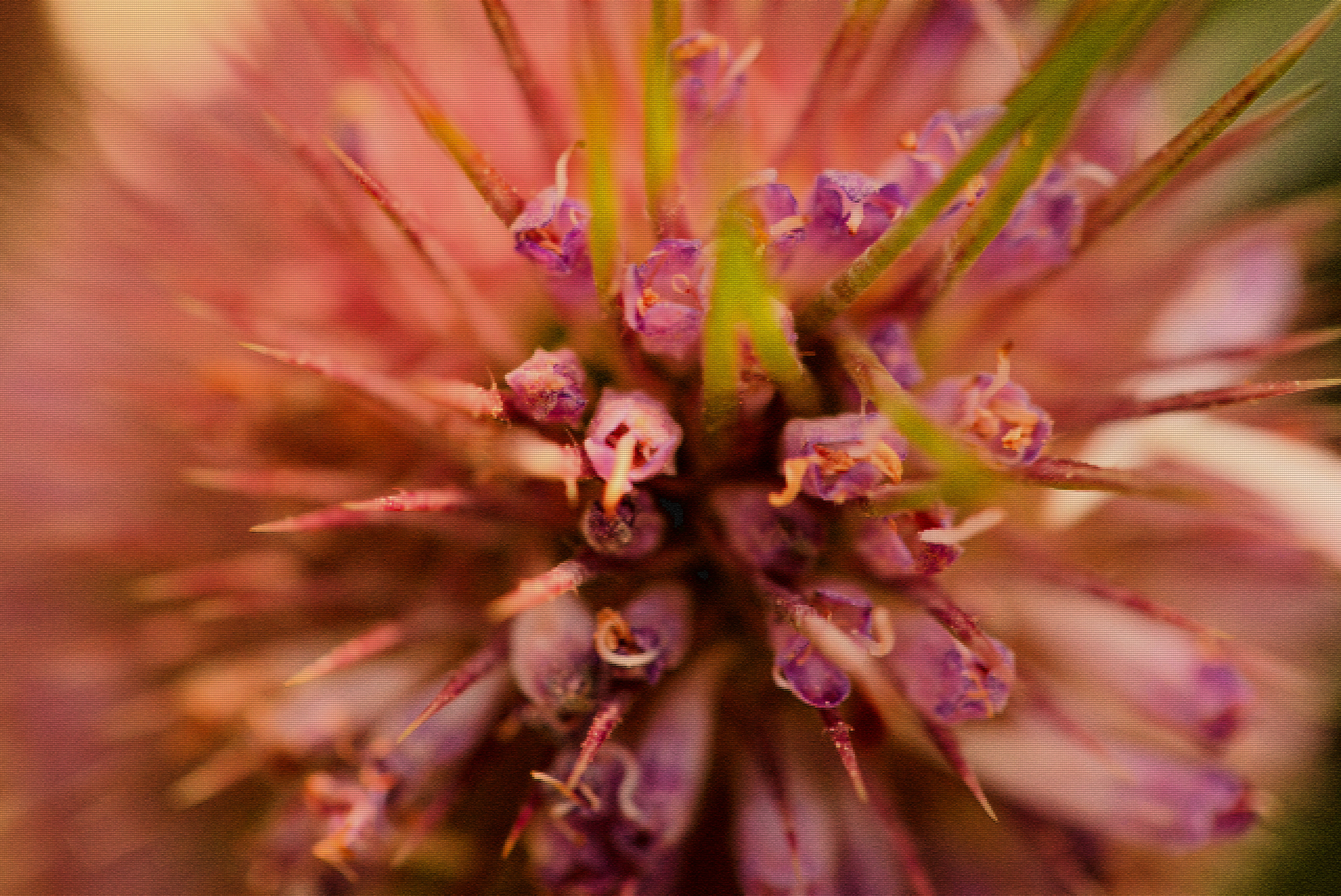 Center of Bloom: Macro Portrait of a Spiky Pink Core