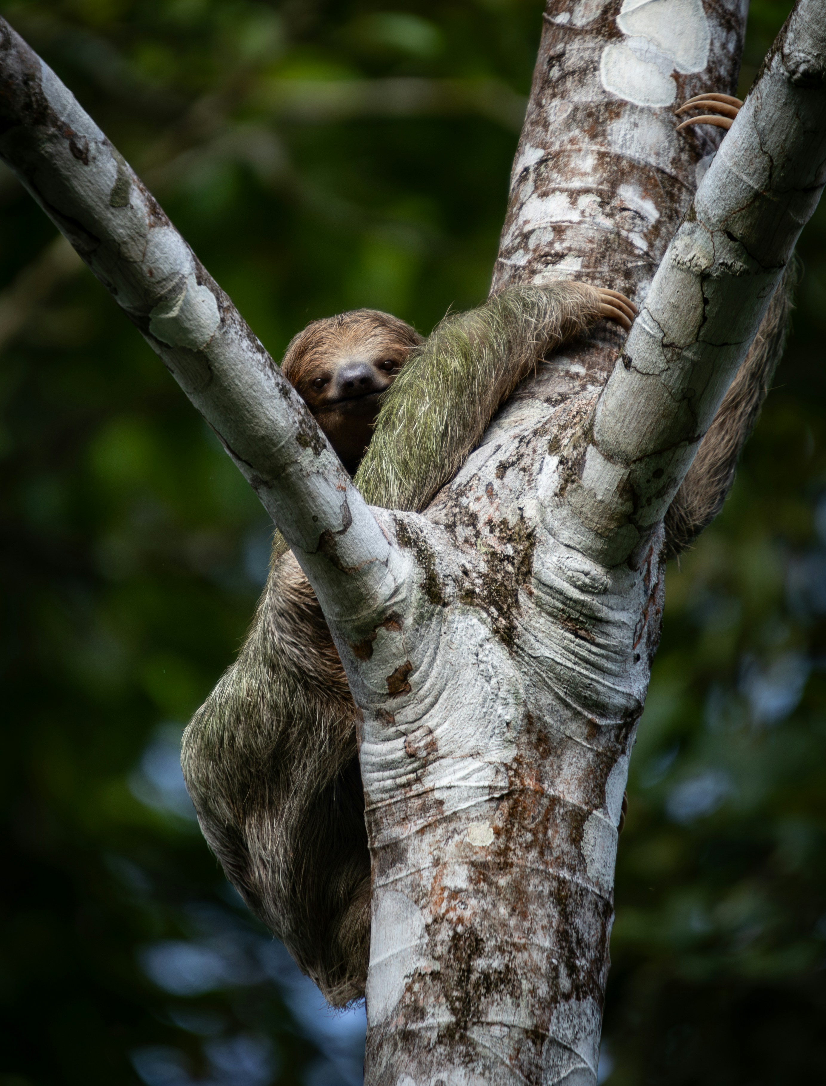 A sloth hanging from a tree branch in a forest photo – Free Wildlife ...