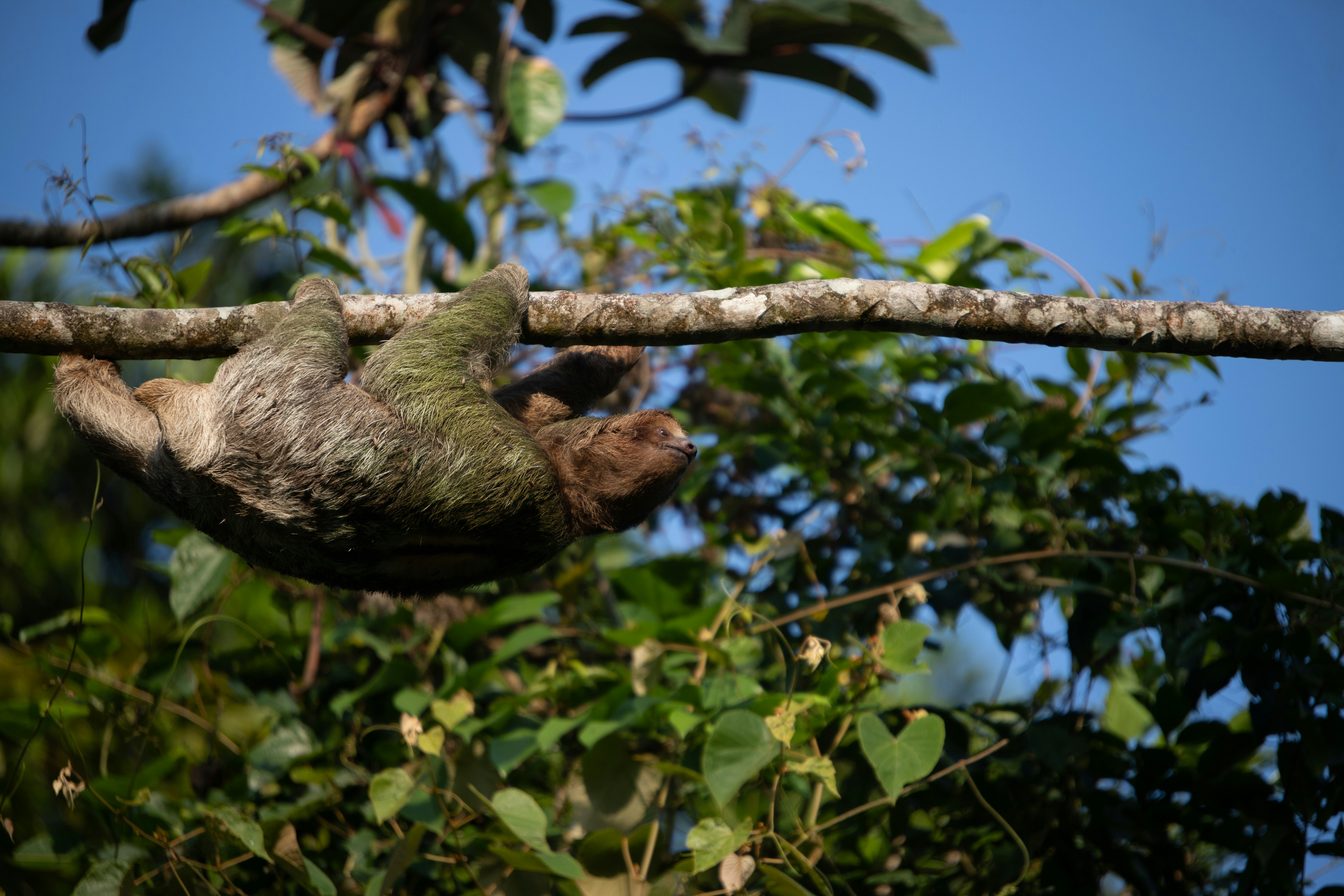 A sloth hanging upside down on a tree branch photo – Free Katira Image ...