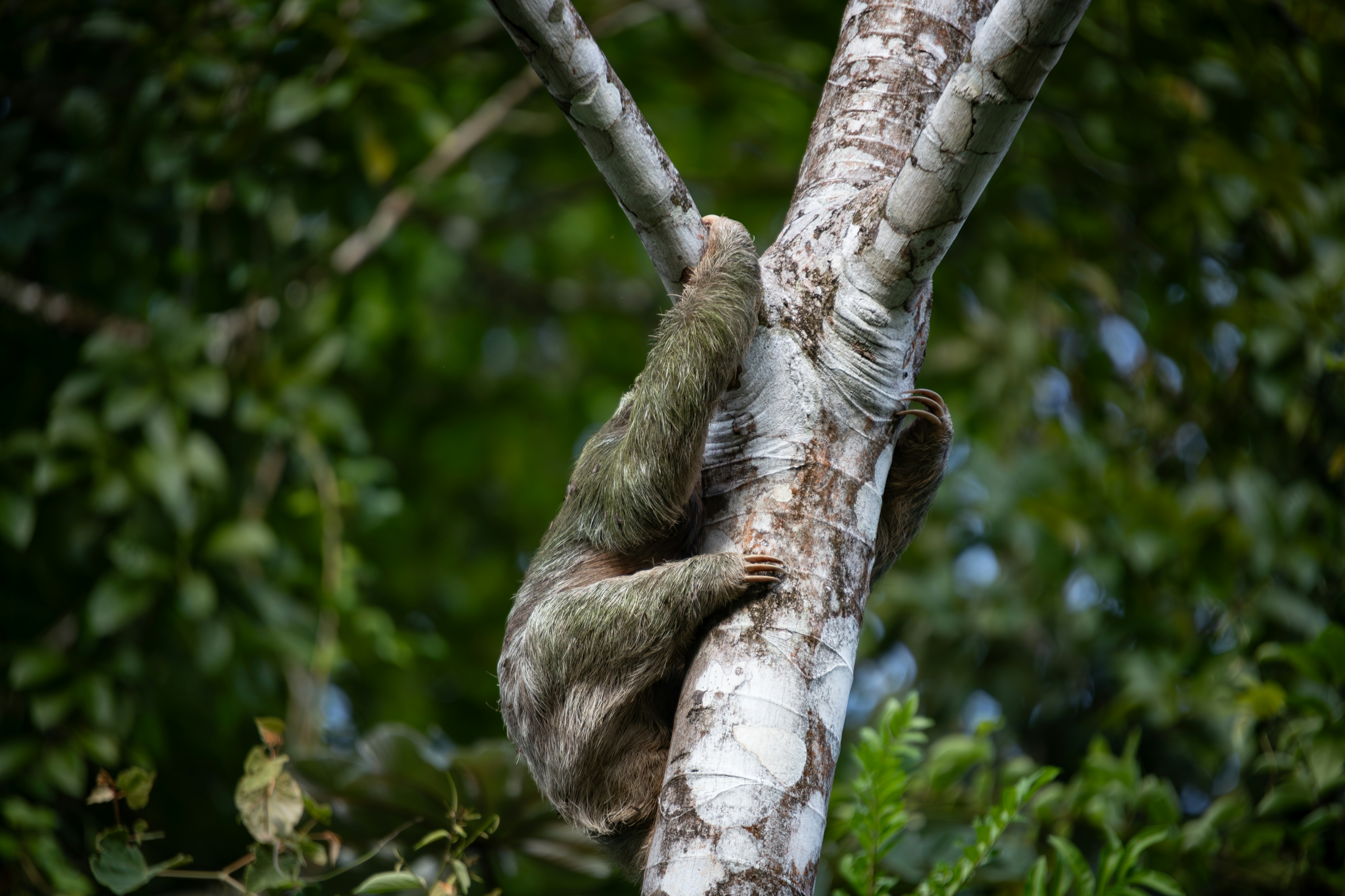 A sloth climbing up a tree in a forest photo – Free Katira Image on ...