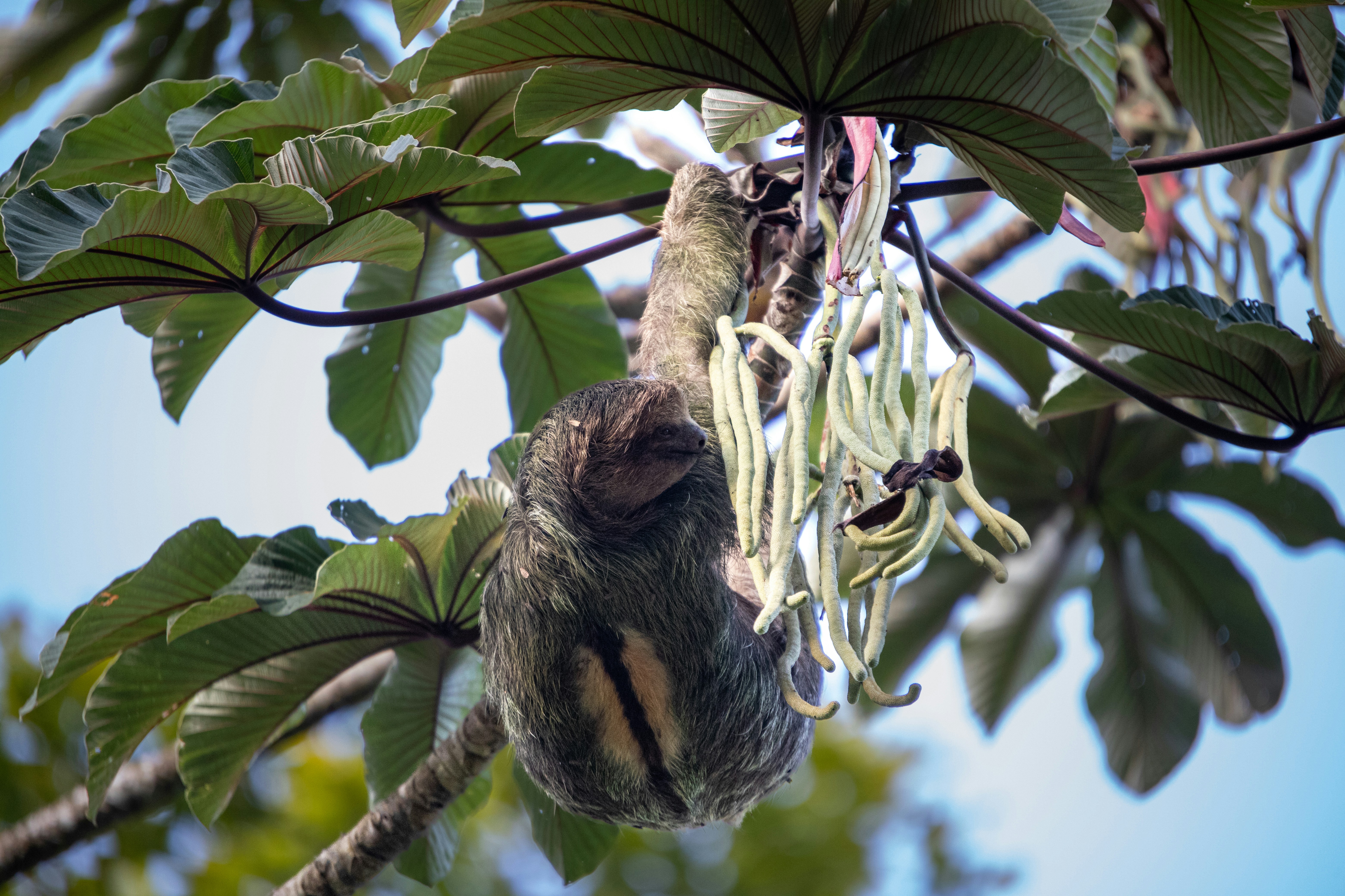 A small bird hanging from a tree branch photo – Free Katira Image on ...