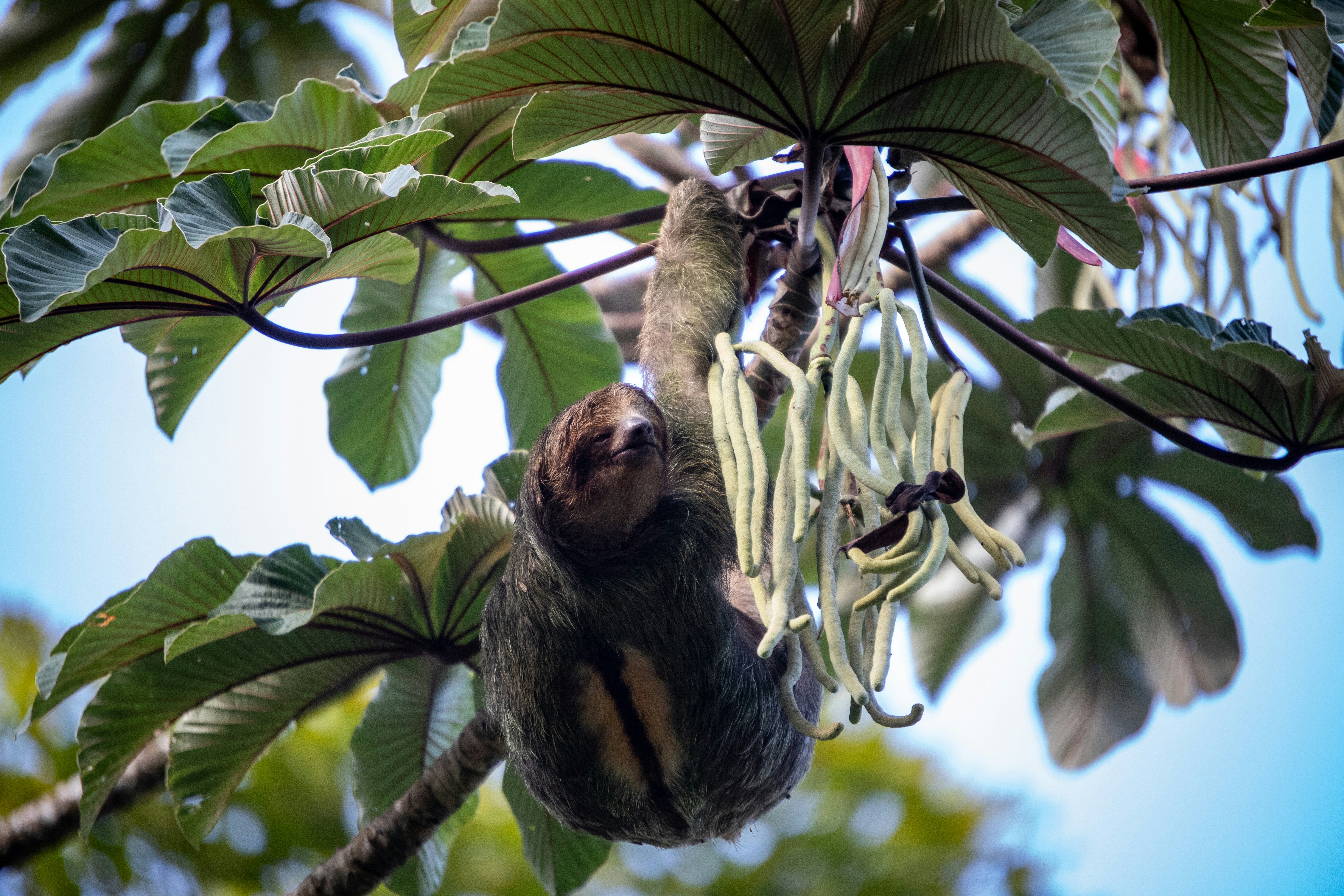 A sloth hanging upside down in a tree photo – Free Katira Image on Unsplash