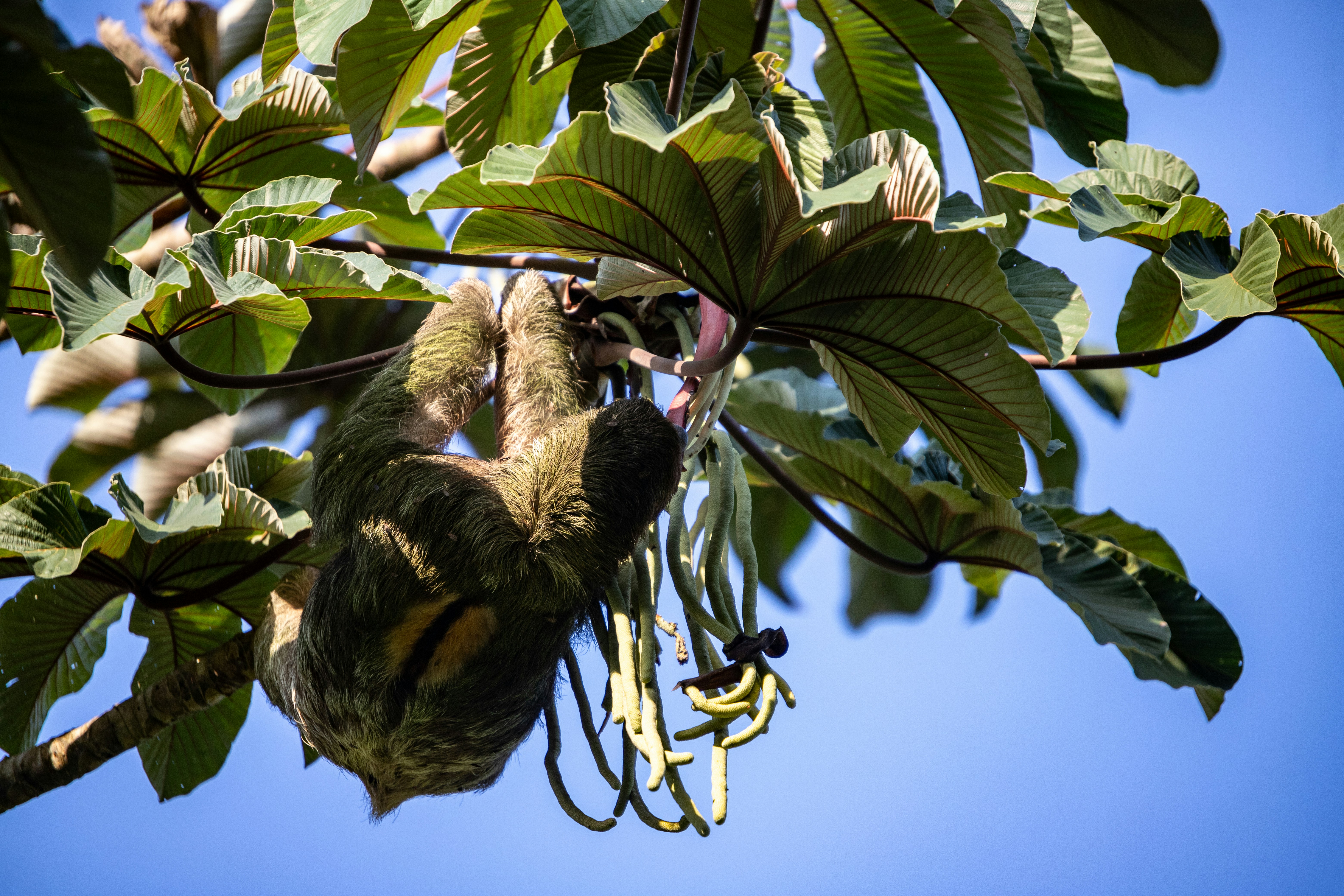 Ein Faultier, das kopfüber in einem Baum hängt Foto – Kostenloses Bild ...