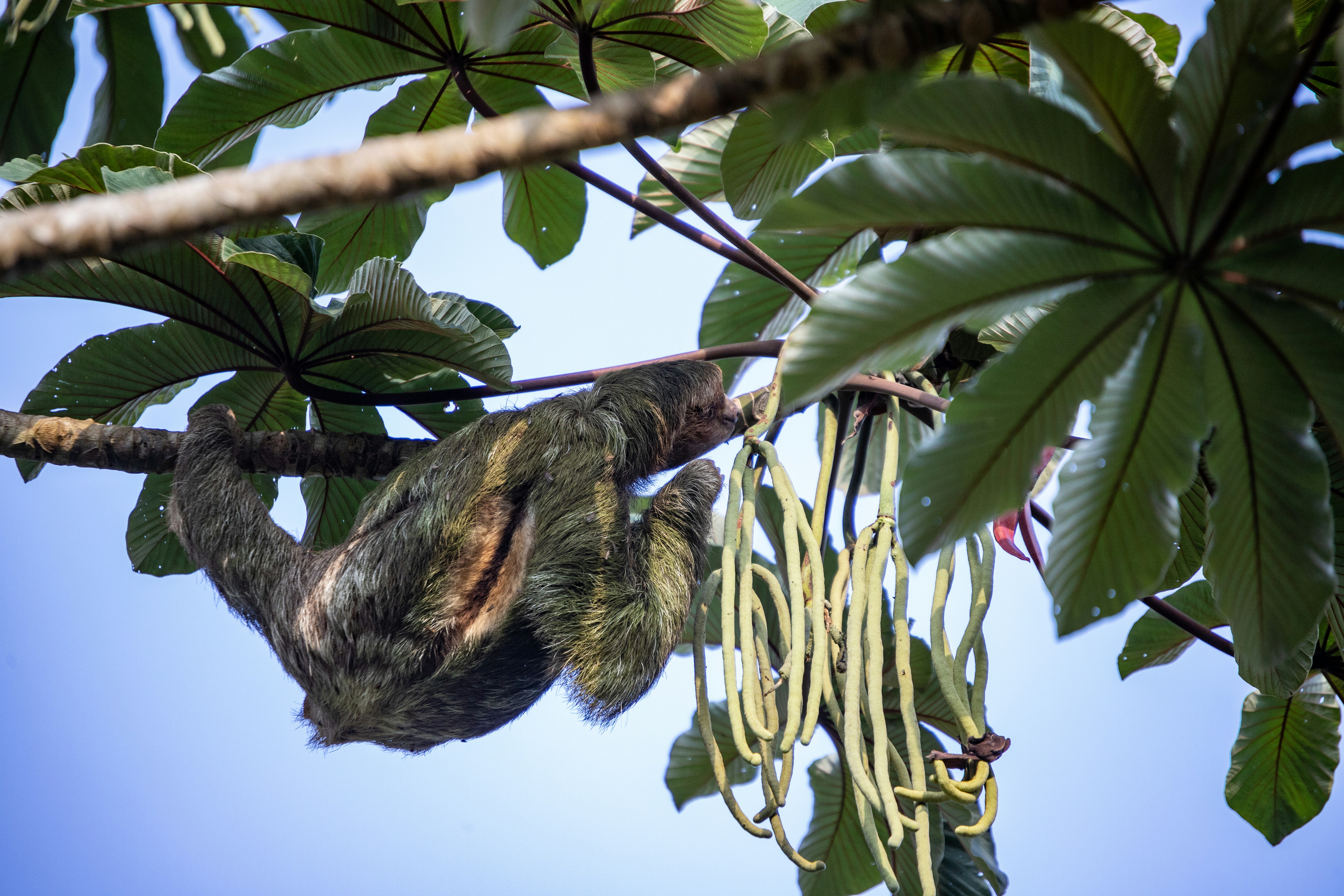 A sloth hanging from a tree branch in a tree photo – Free Katira Image ...