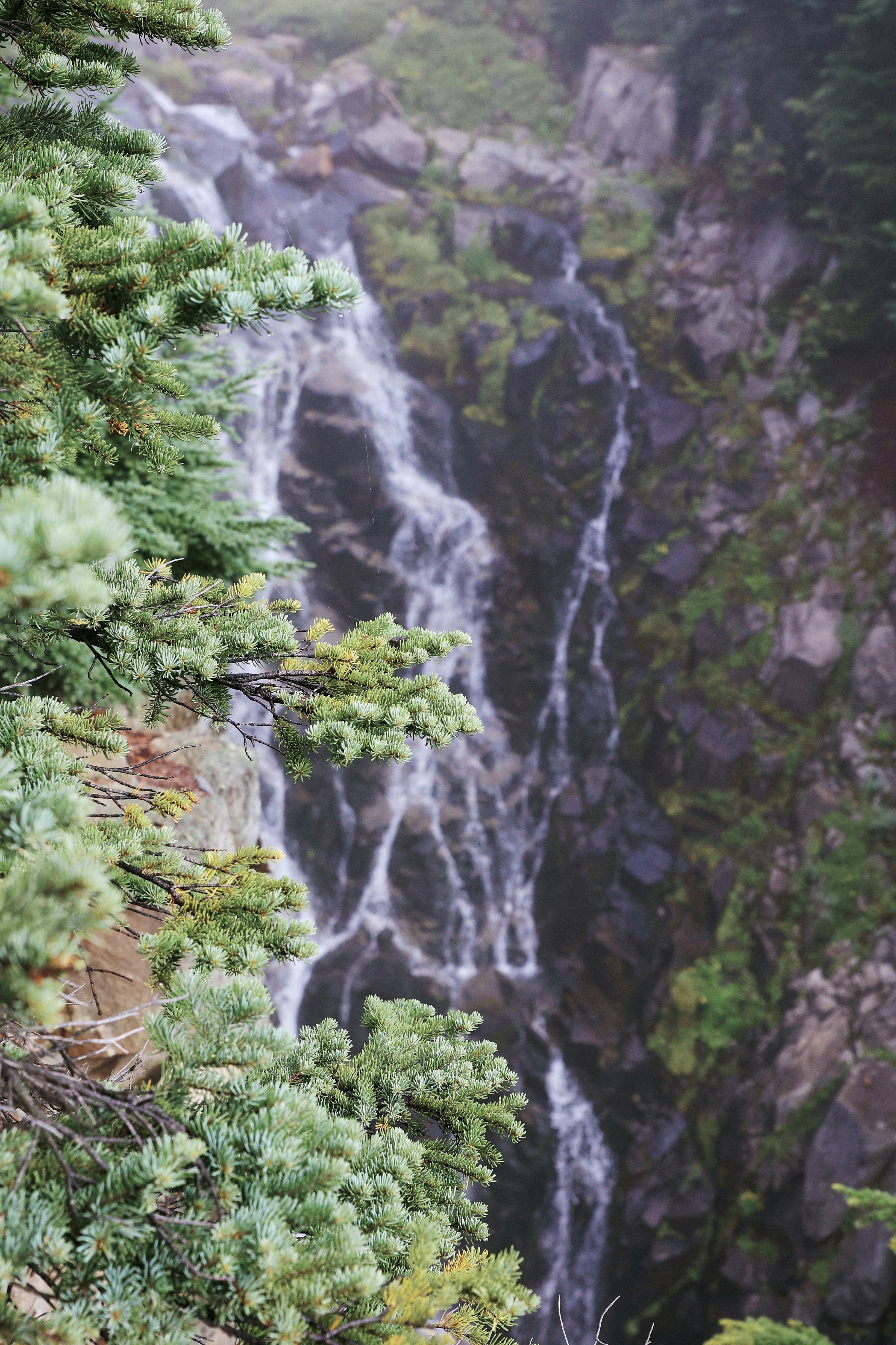 Pine Fronds Framing a Cliffside Cascade