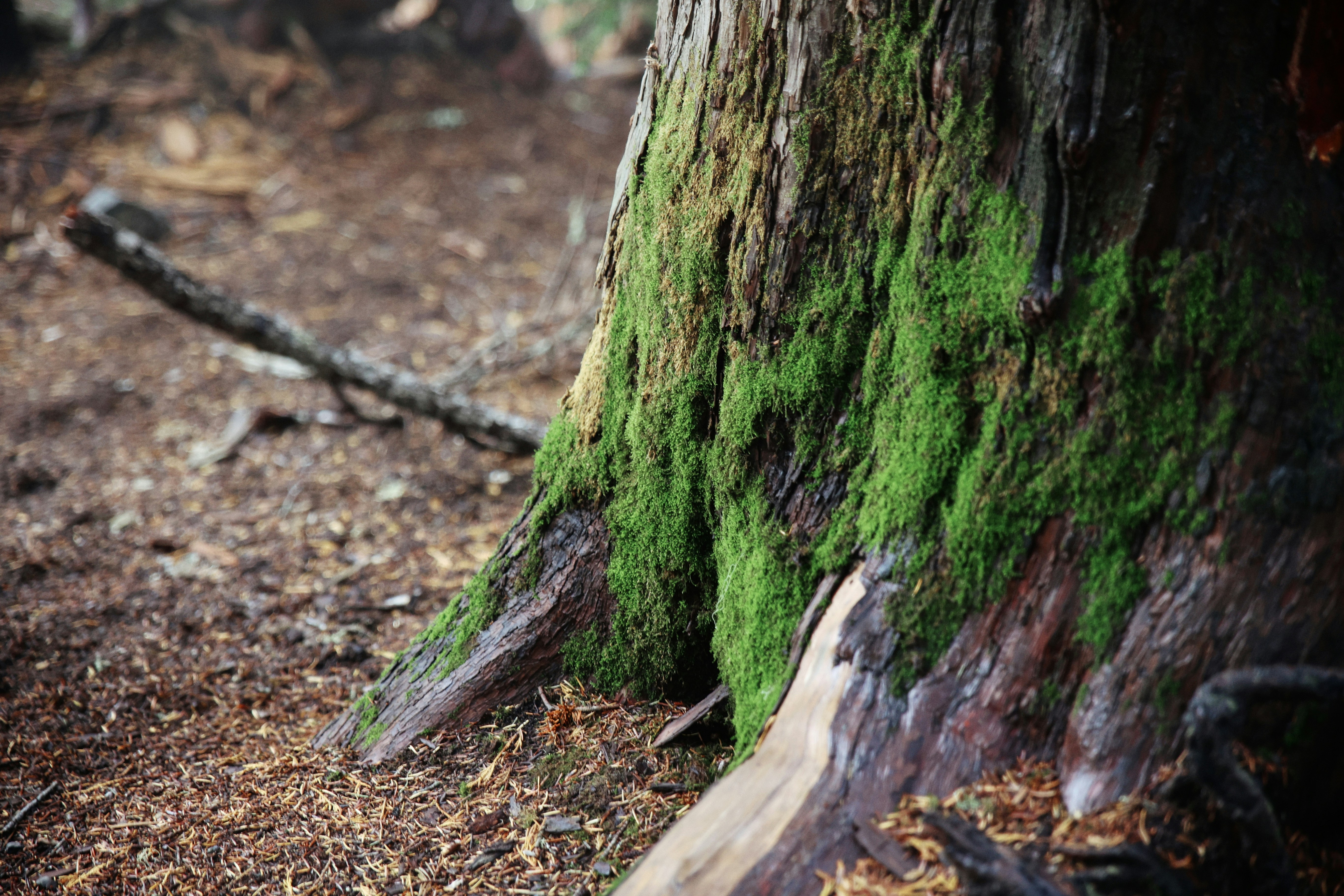 Photo by Richard Lu with Canon EOS R6